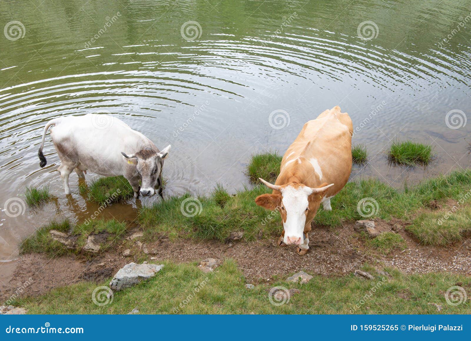 Vaca en el pasto imagen de archivo. Imagen de leche - 159525265