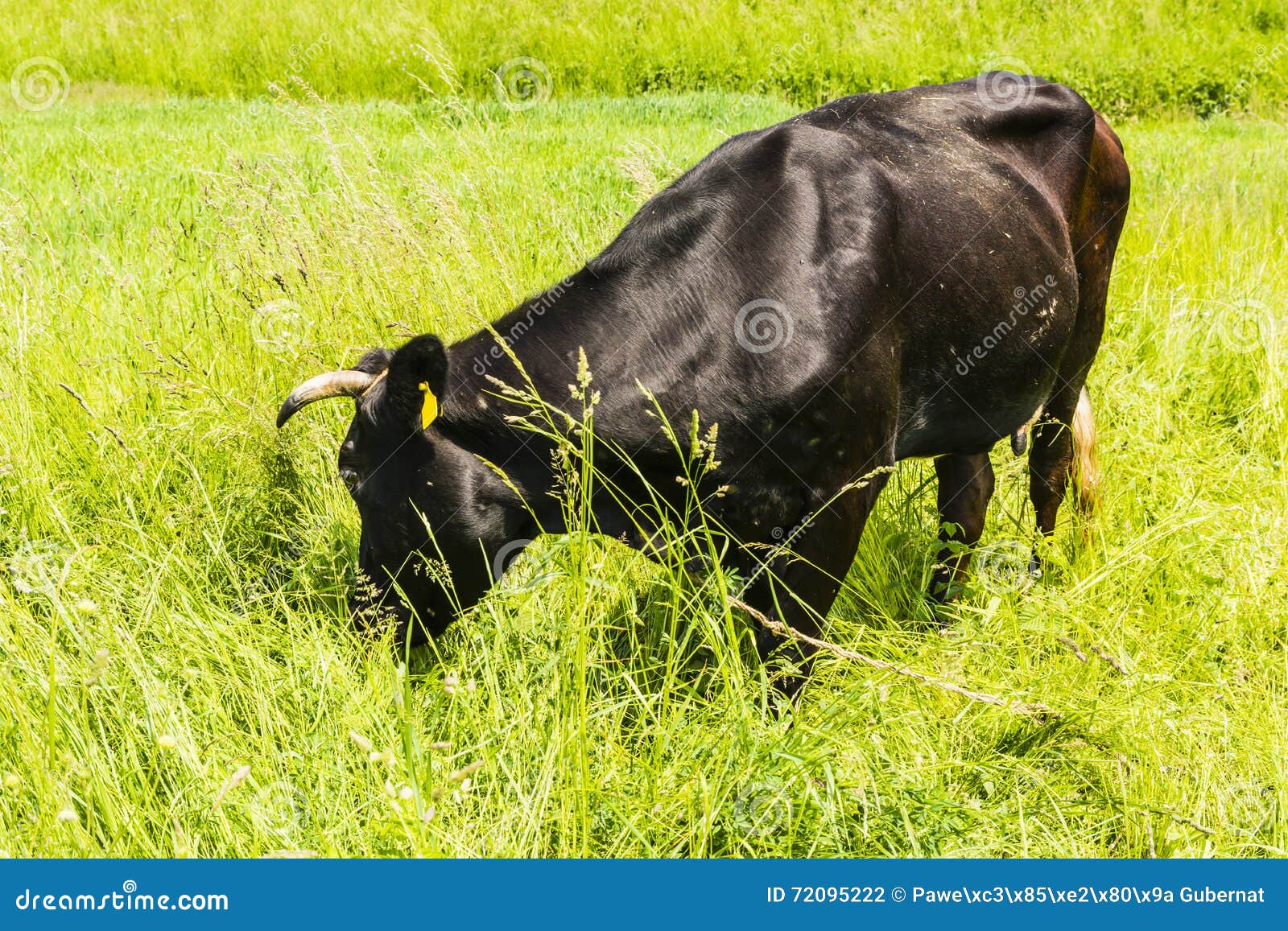Vaca en el pasto foto de archivo. Imagen de verde, prado - 72095222