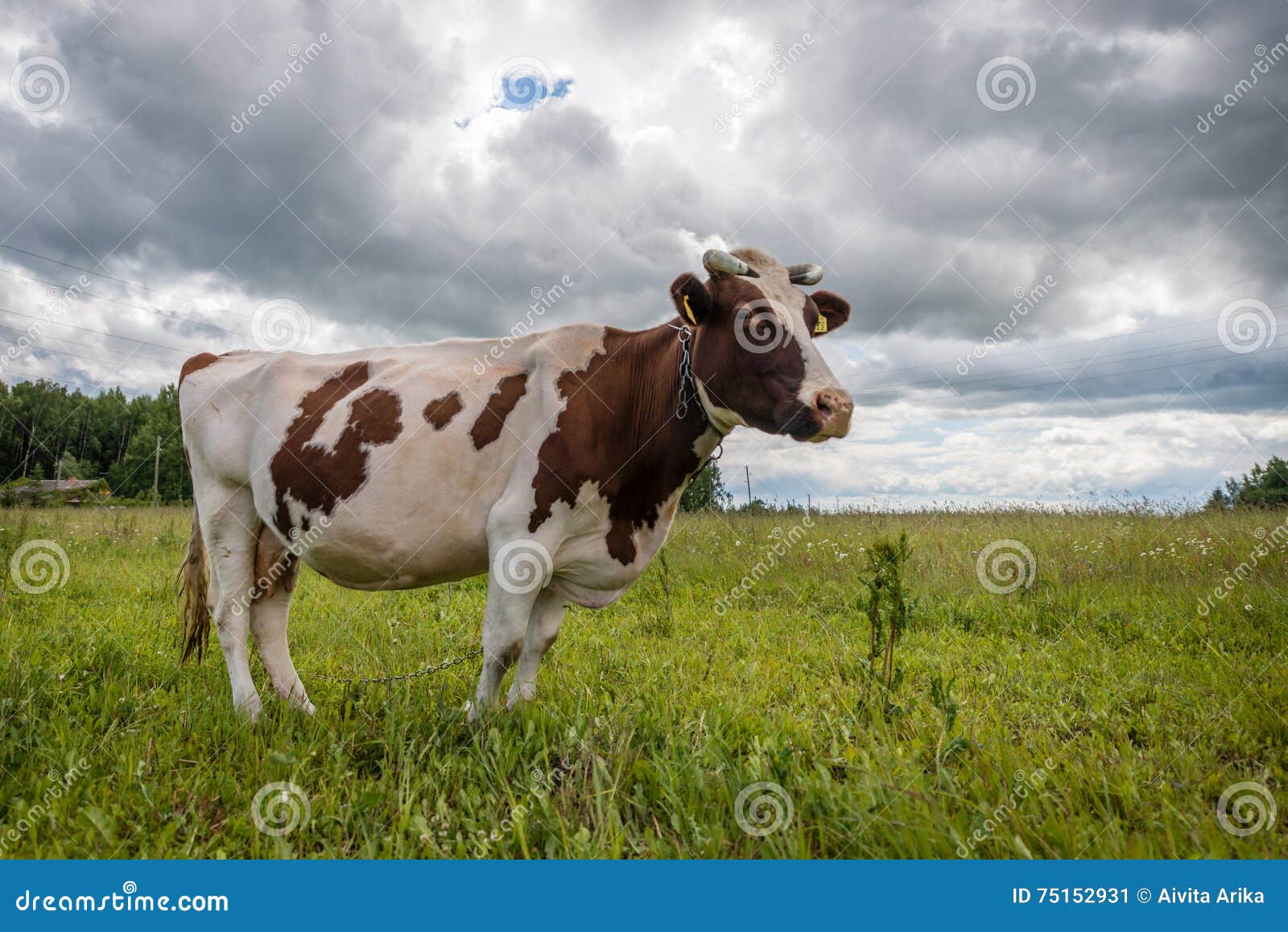 Vaca en el pasto imagen de archivo. Imagen de resorte - 75152931