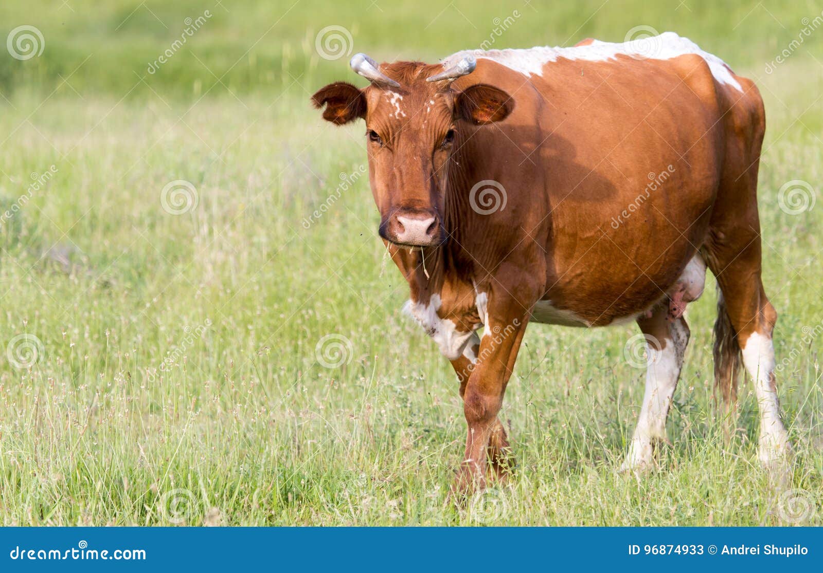 Vaca en el pasto imagen de archivo. Imagen de bandada - 96874933