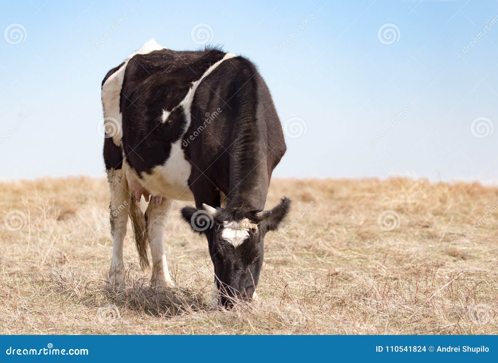 Vaca En El Pasto En El Campo Foto de archivo - Imagen de pasto, vacas ...