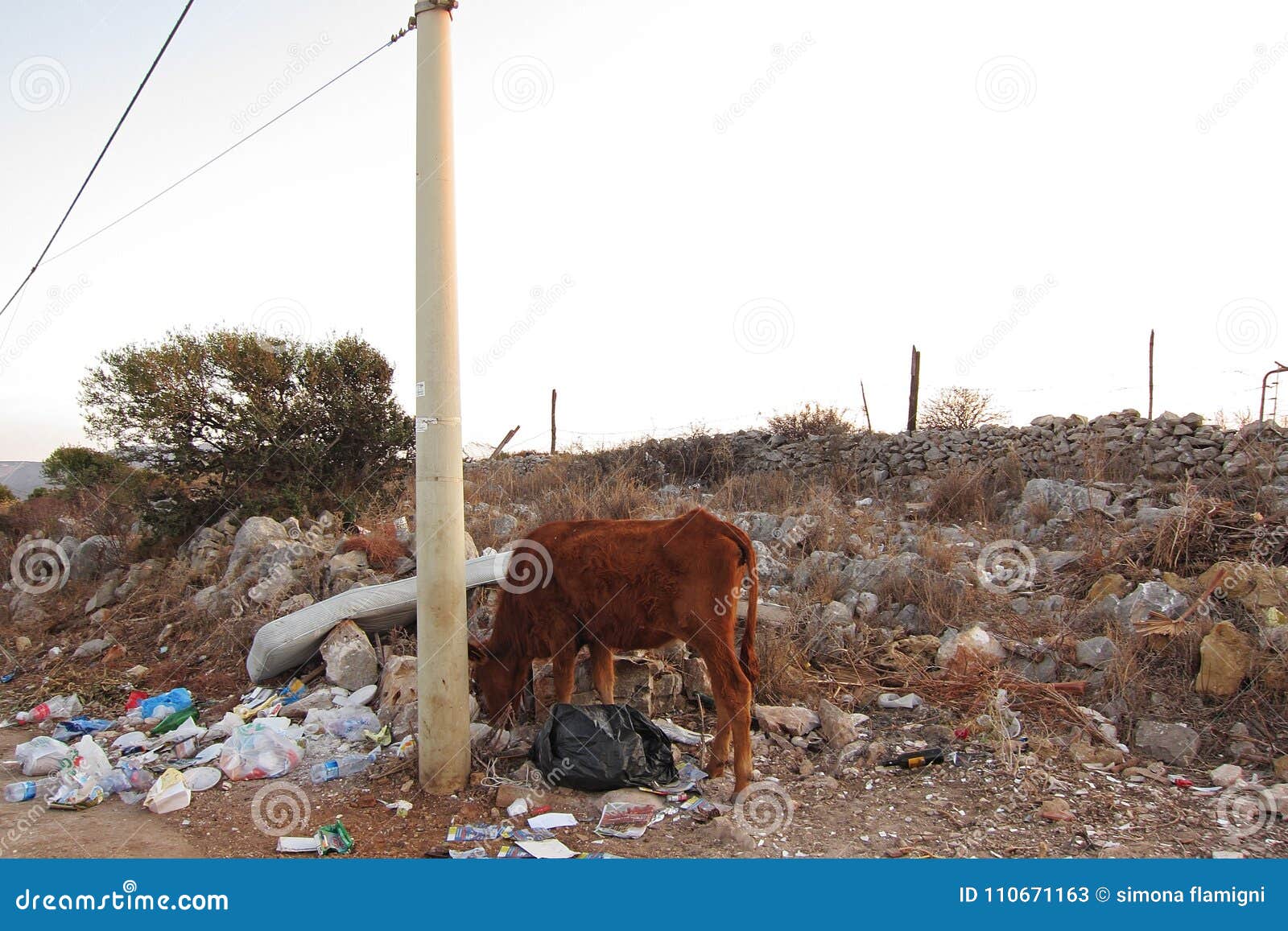 Vaca en la basura foto de archivo editorial. Imagen de flaco - 110671163