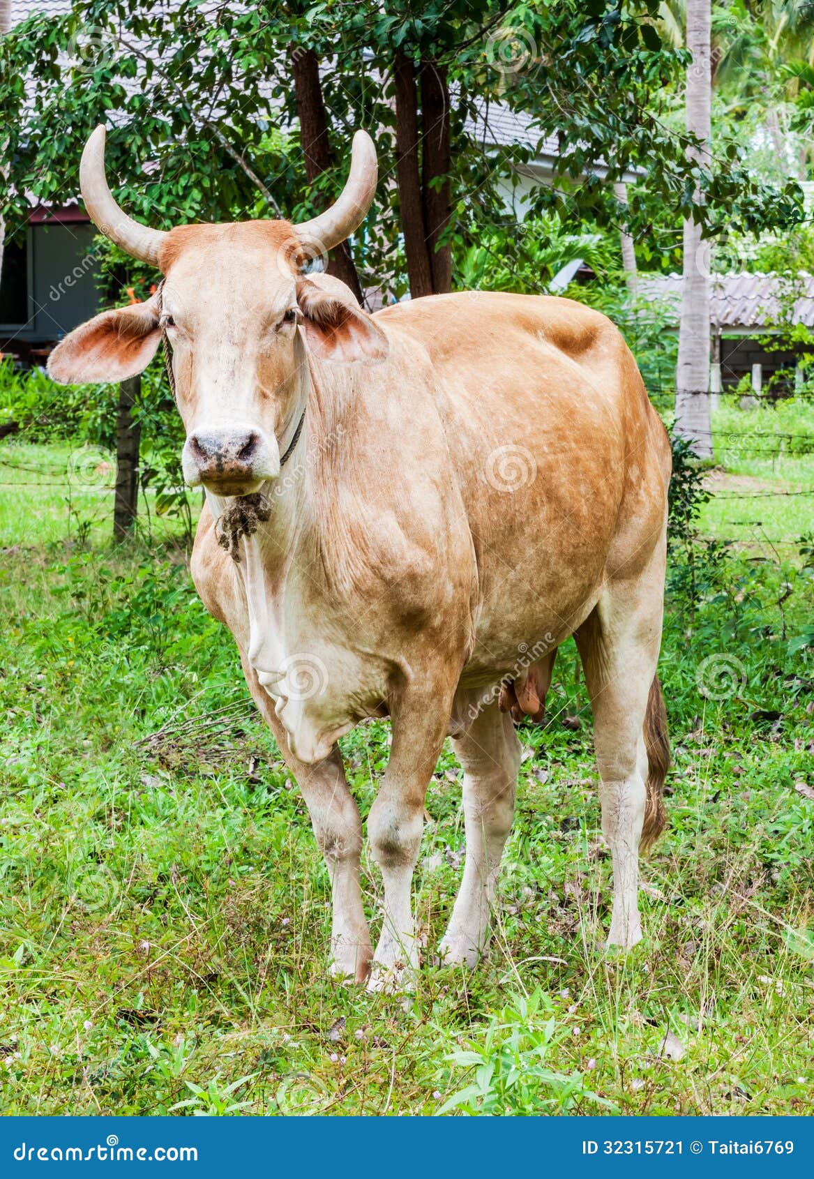 Vaca en la granja imagen de archivo. Imagen de pasto - 32315721