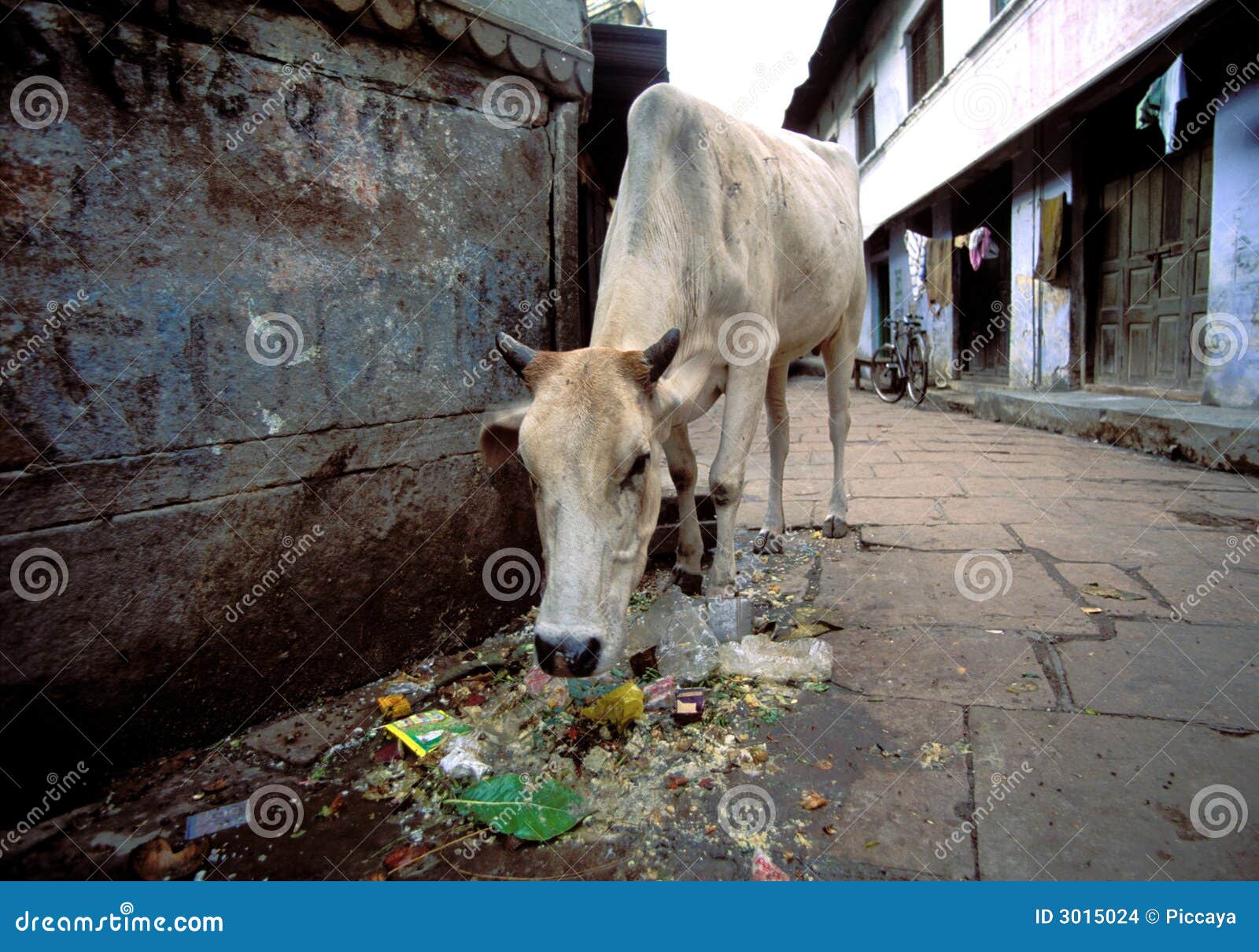Vaca en la India foto de archivo. Imagen de asia, claxon - 3015024