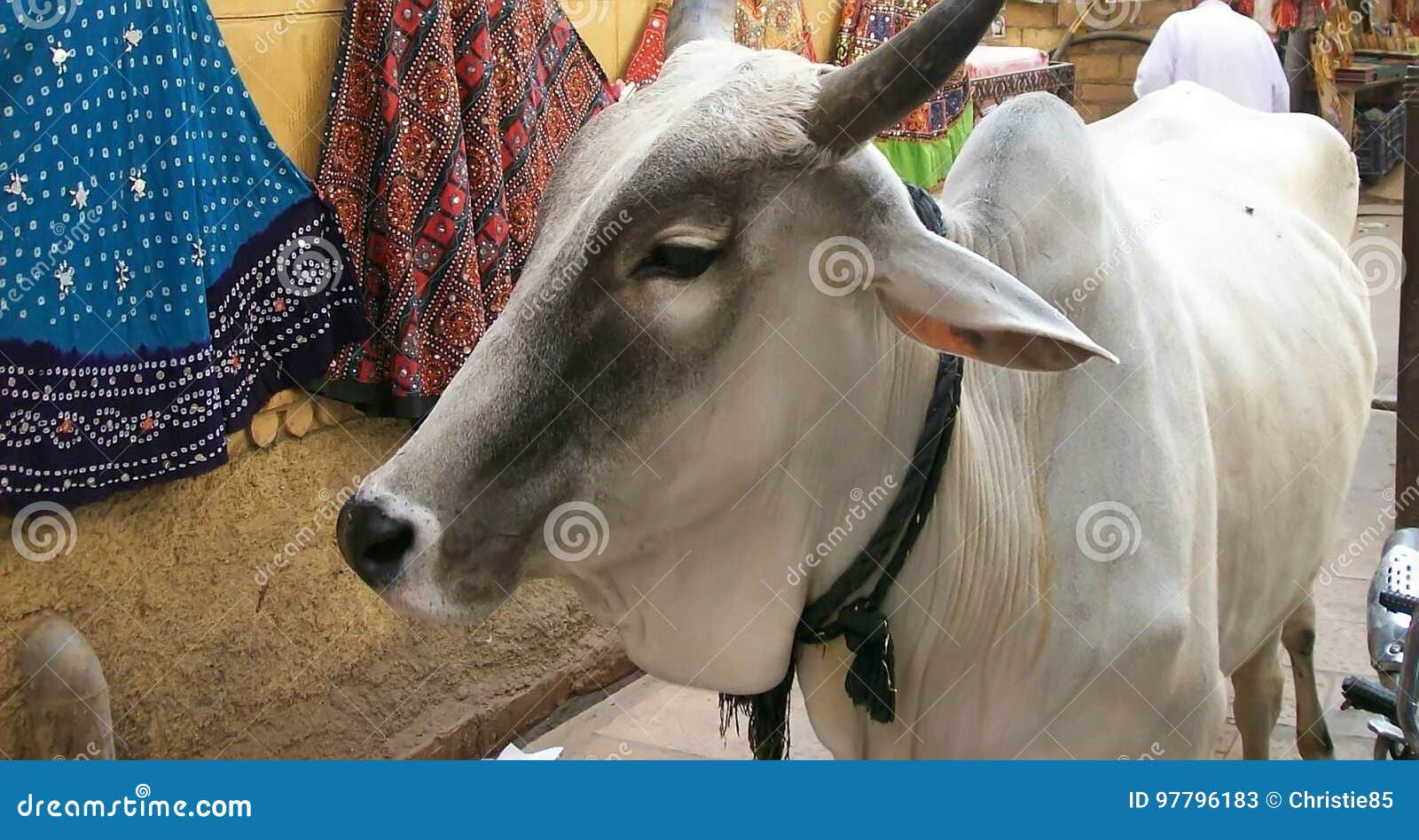 Vaca en la India imagen de archivo. Imagen de asia, calle - 97796183