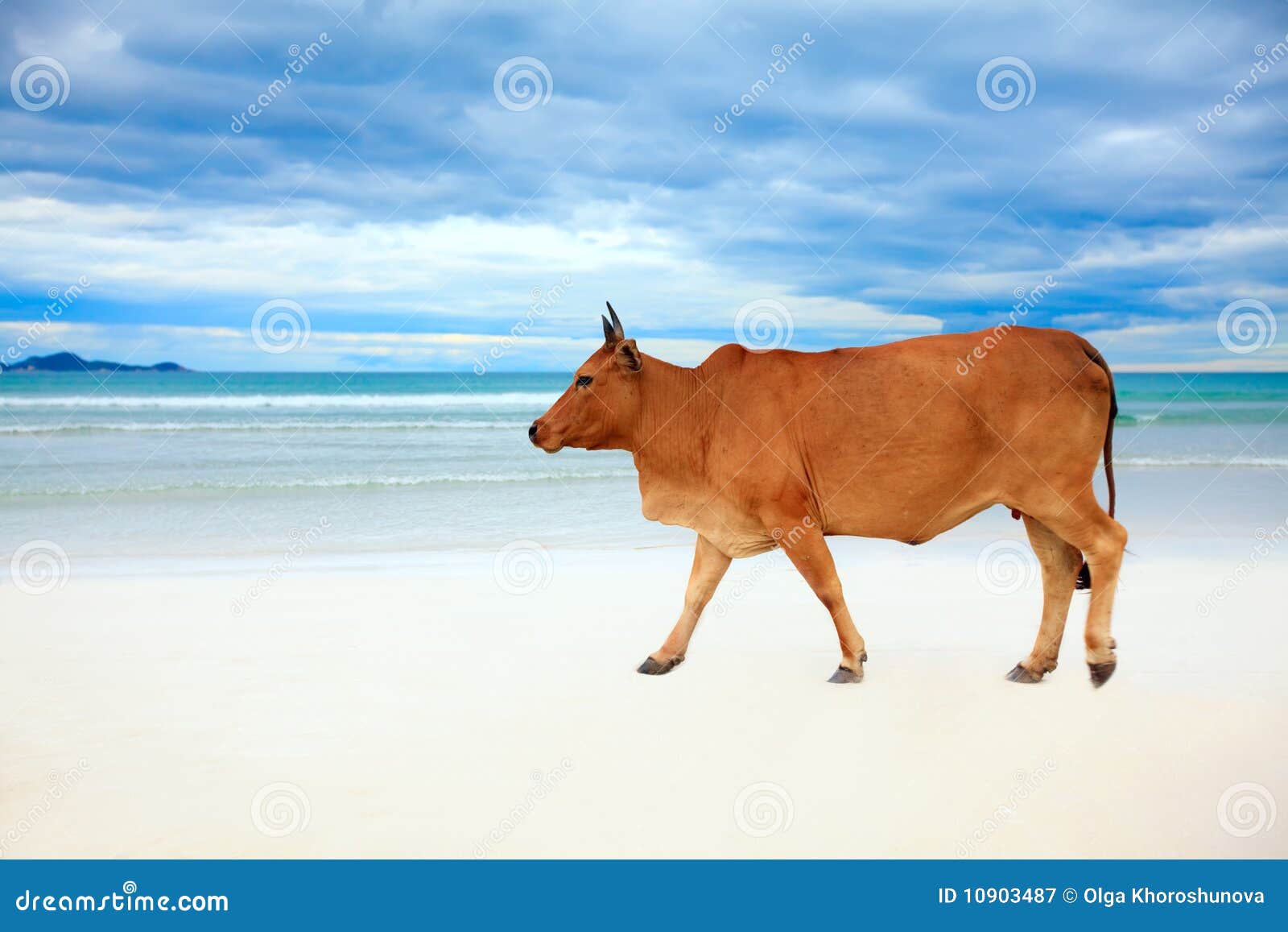 Vaca en la playa imagen de archivo. Imagen de exterior - 10903487