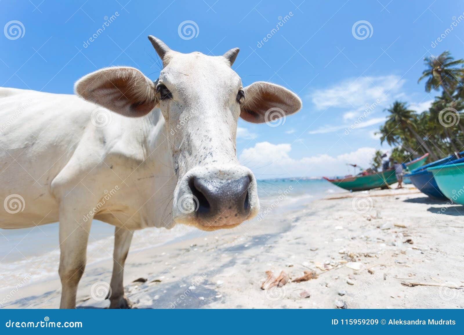 Vaca en la playa en Asia imagen de archivo. Imagen de agradable - 115959209