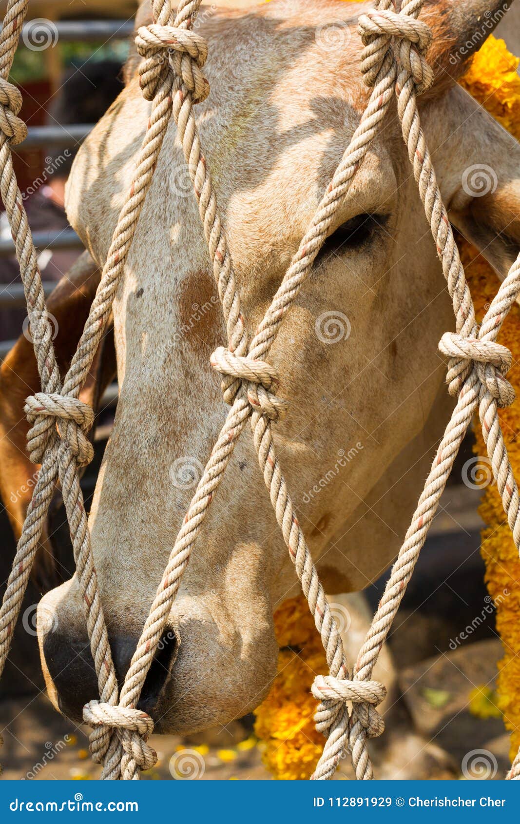 Vaca En La Red a Transportar a Otro Lugar Imagen de archivo - Imagen de ...