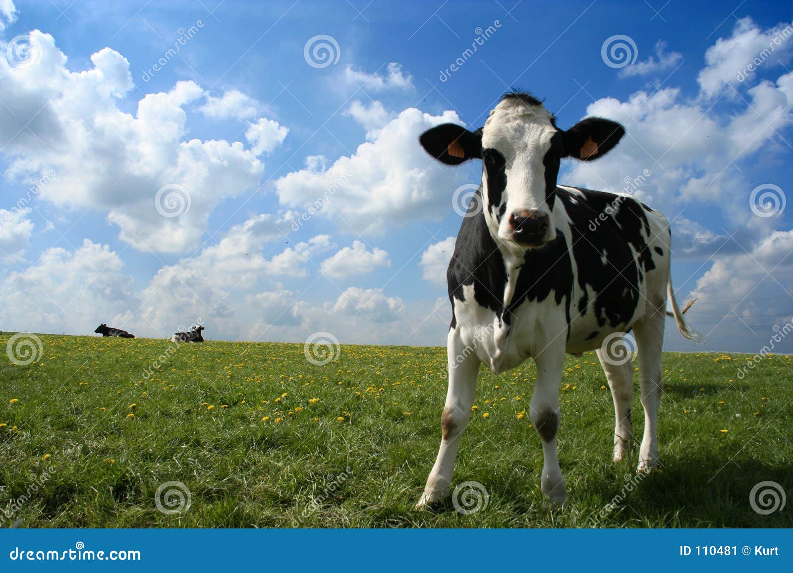 Vaca en pasto imagen de archivo. Imagen de afuera, exterior - 110481