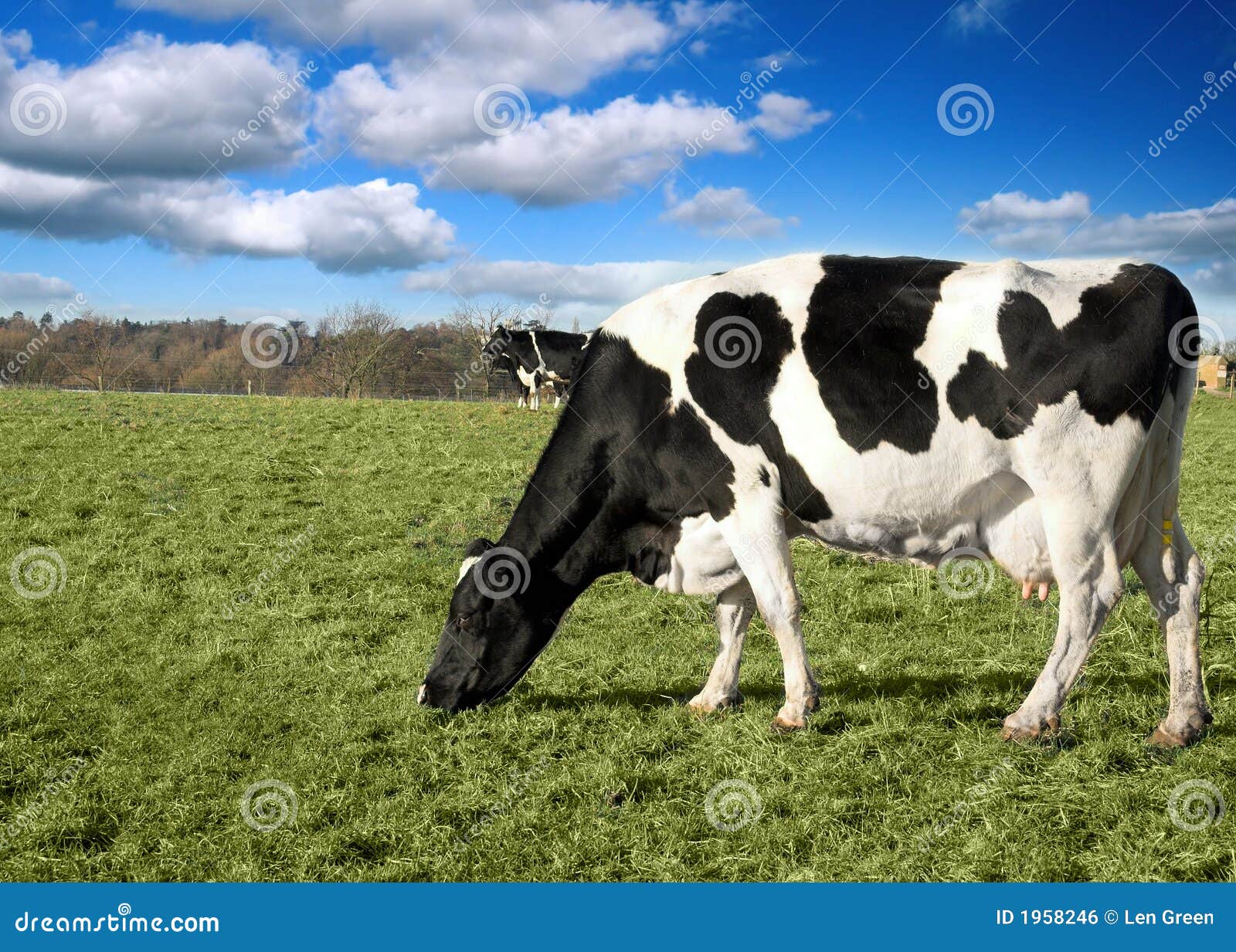 Vaca en pasto foto de archivo. Imagen de negro, abierto - 1958246