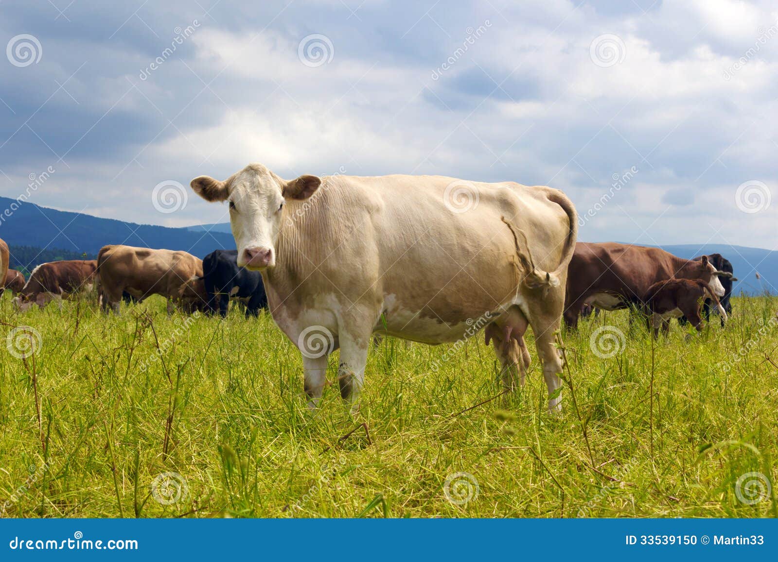 Vaca en pasto foto de archivo. Imagen de contemplar, rural - 33539150