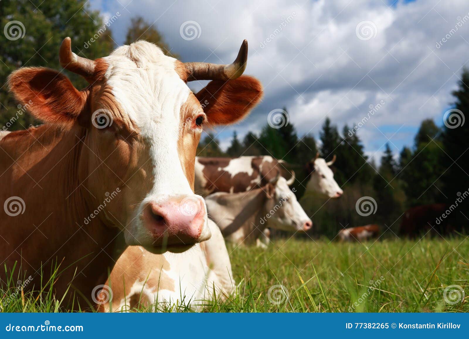 Vaca en pasto imagen de archivo. Imagen de exterior, industria - 77382265