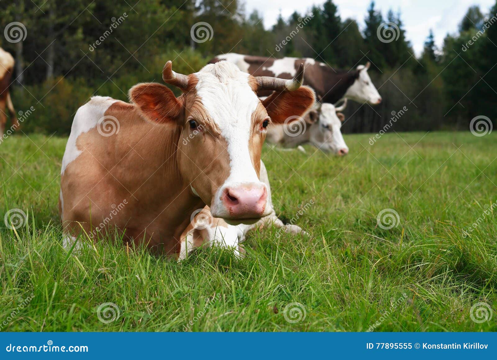 Vaca en pasto imagen de archivo. Imagen de verano, campo - 77895555