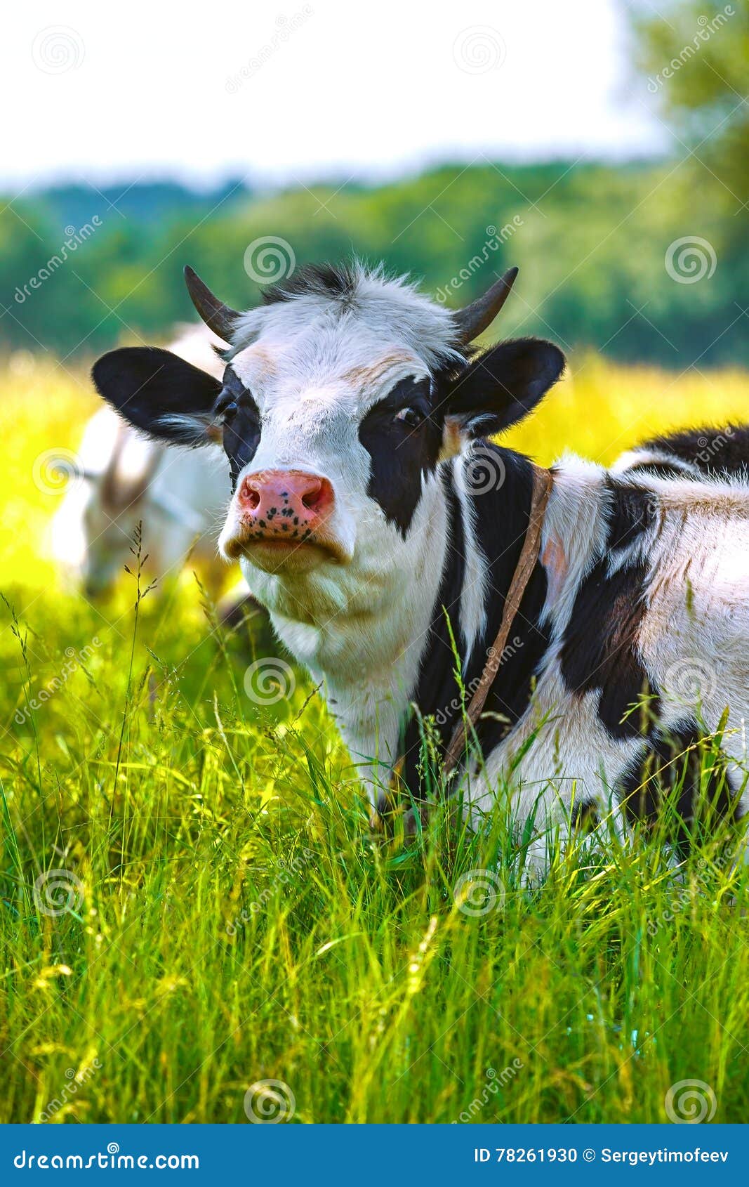 Vaca en pasto foto de archivo. Imagen de blanco, pasto - 78261930