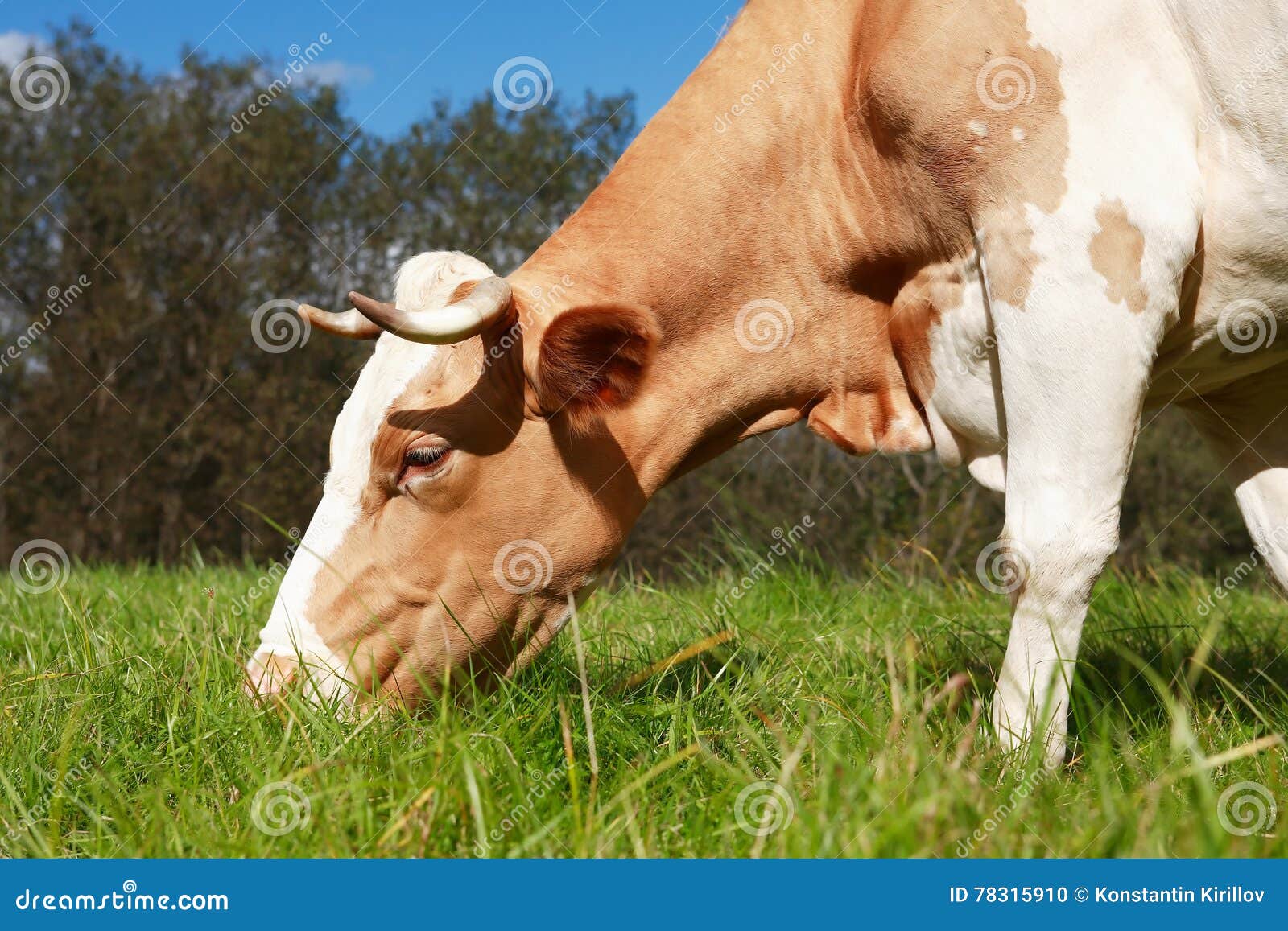 Vaca en pasto foto de archivo. Imagen de cubo, campo - 78315910