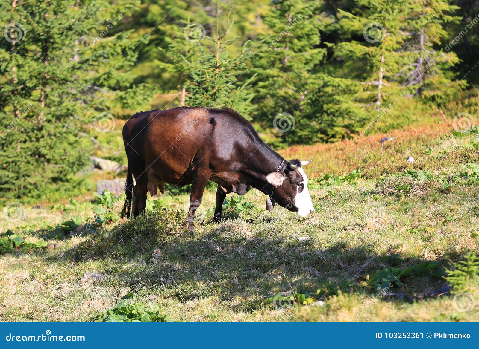 Vaca en pasto verde imagen de archivo. Imagen de carne - 103253361