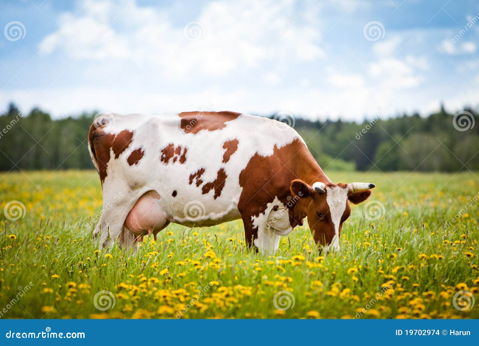 Vaca en un campo foto de archivo. Imagen de paste, hierba - 19702974