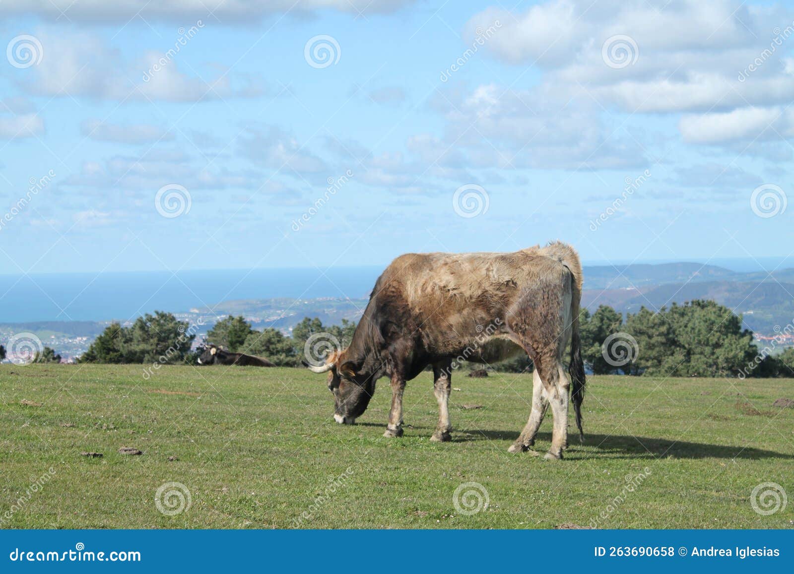 Vaca En Un Campo Comiendo Pasto Foto de archivo - Imagen de pista ...