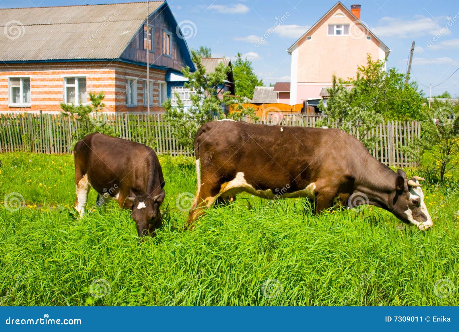 Vaca en un campo verde imagen de archivo. Imagen de verde - 7309011