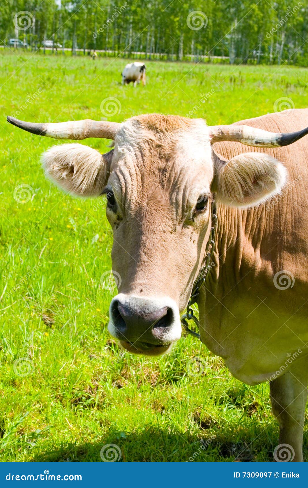 Vaca en un campo verde imagen de archivo. Imagen de masticar - 7309097