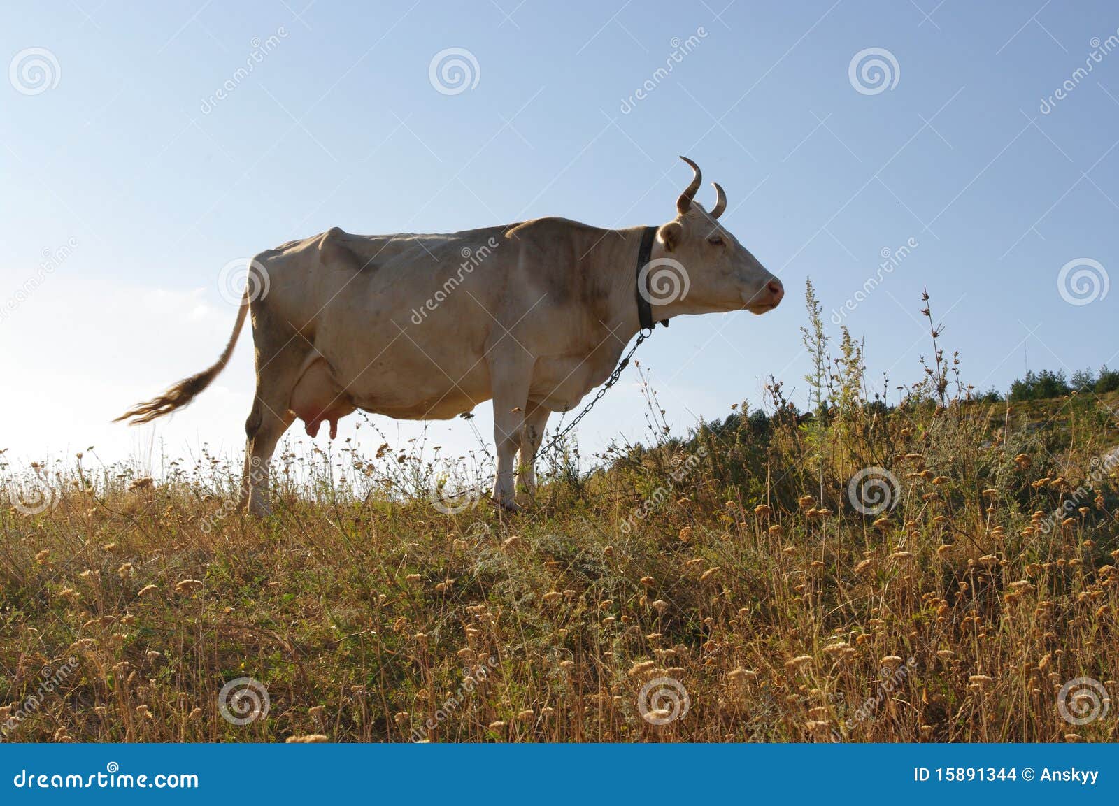 Vaca en un perfil foto de archivo. Imagen de agricultura - 15891344