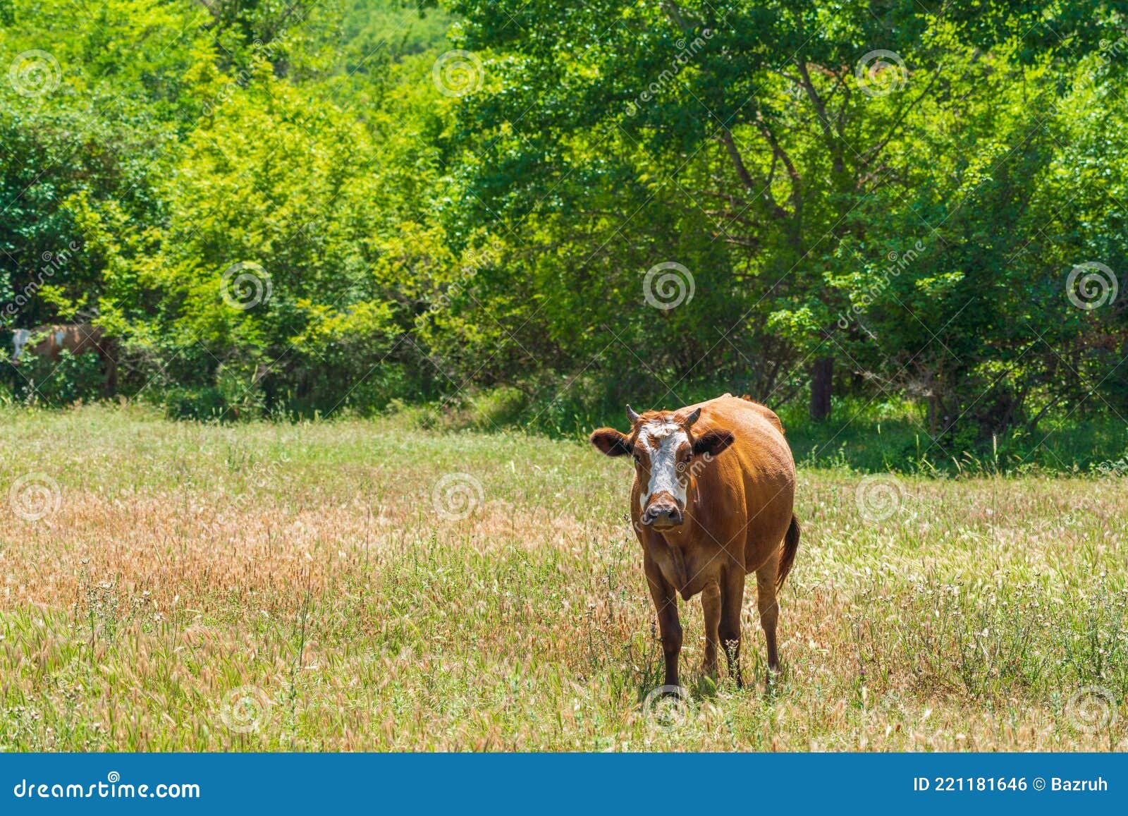 Vaca En Un Vaso En El Bosque Foto de archivo - Imagen de prado, pasto ...