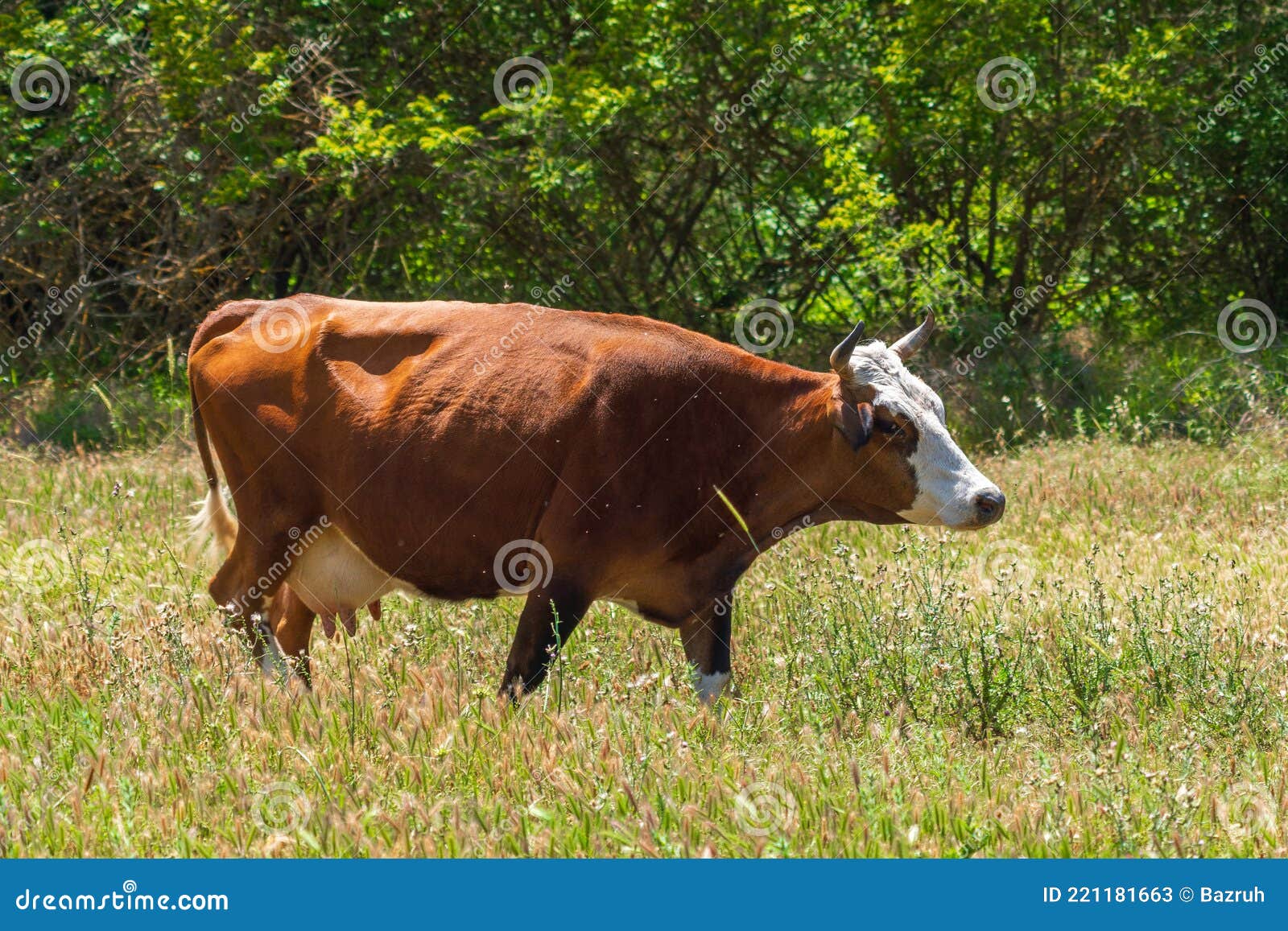 Vaca En Un Vaso En El Bosque Imagen de archivo - Imagen de claro, calma ...