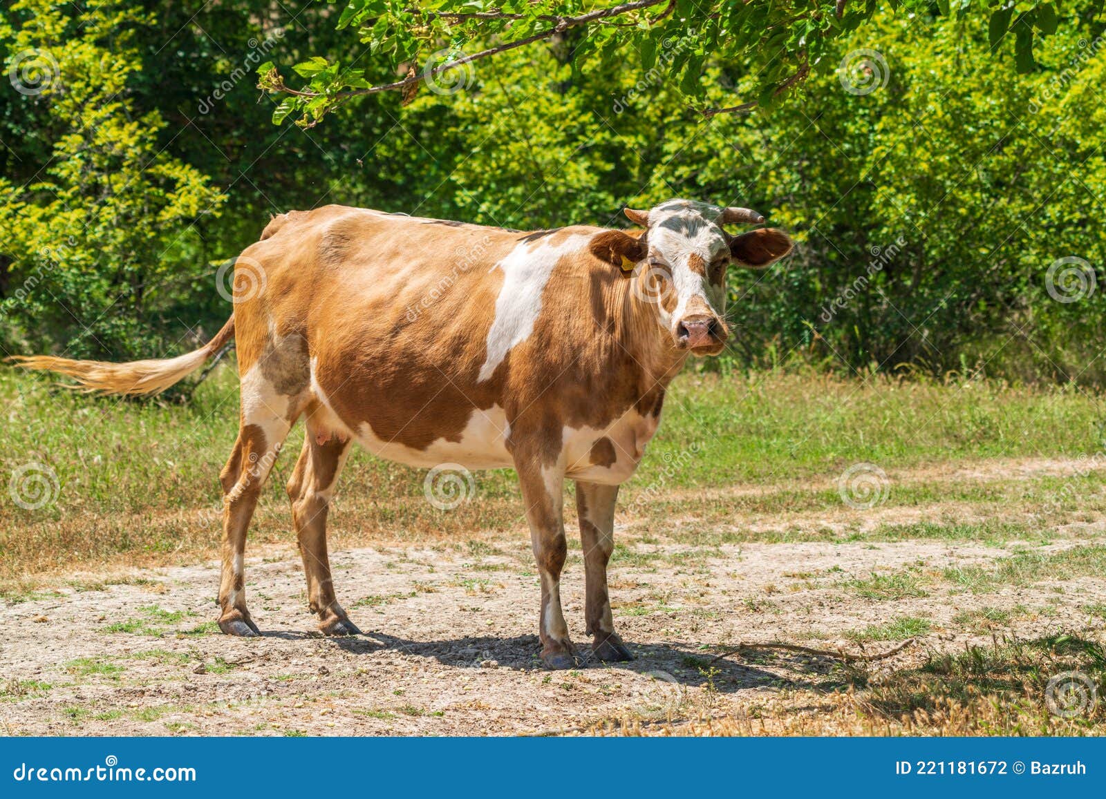 Vaca En Un Vaso En El Bosque Foto de archivo - Imagen de grande, verde ...