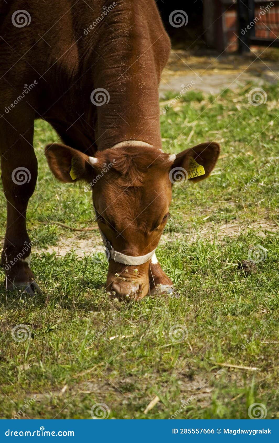 Vaca En Una Granja Comiendo Pasto. Foto de archivo - Imagen de becerro ...