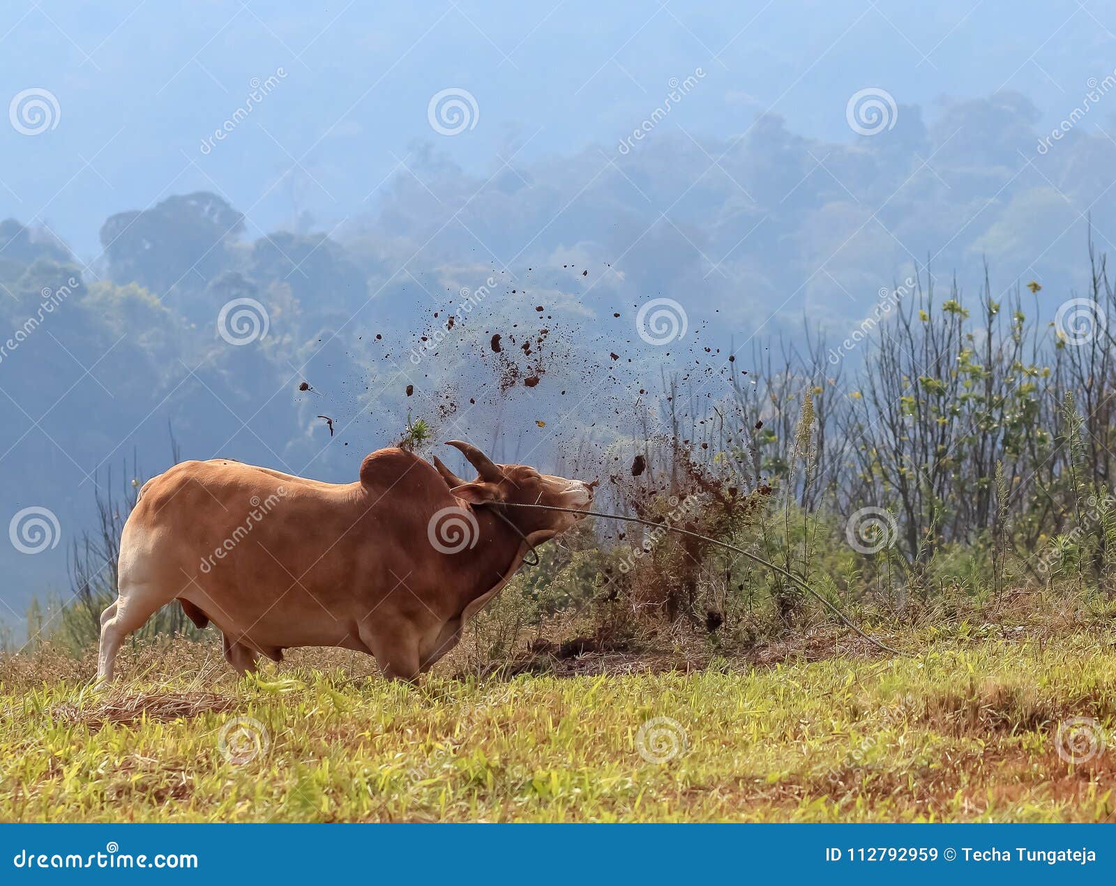 Vaca Enojada Stock Photos - Download 103 Images