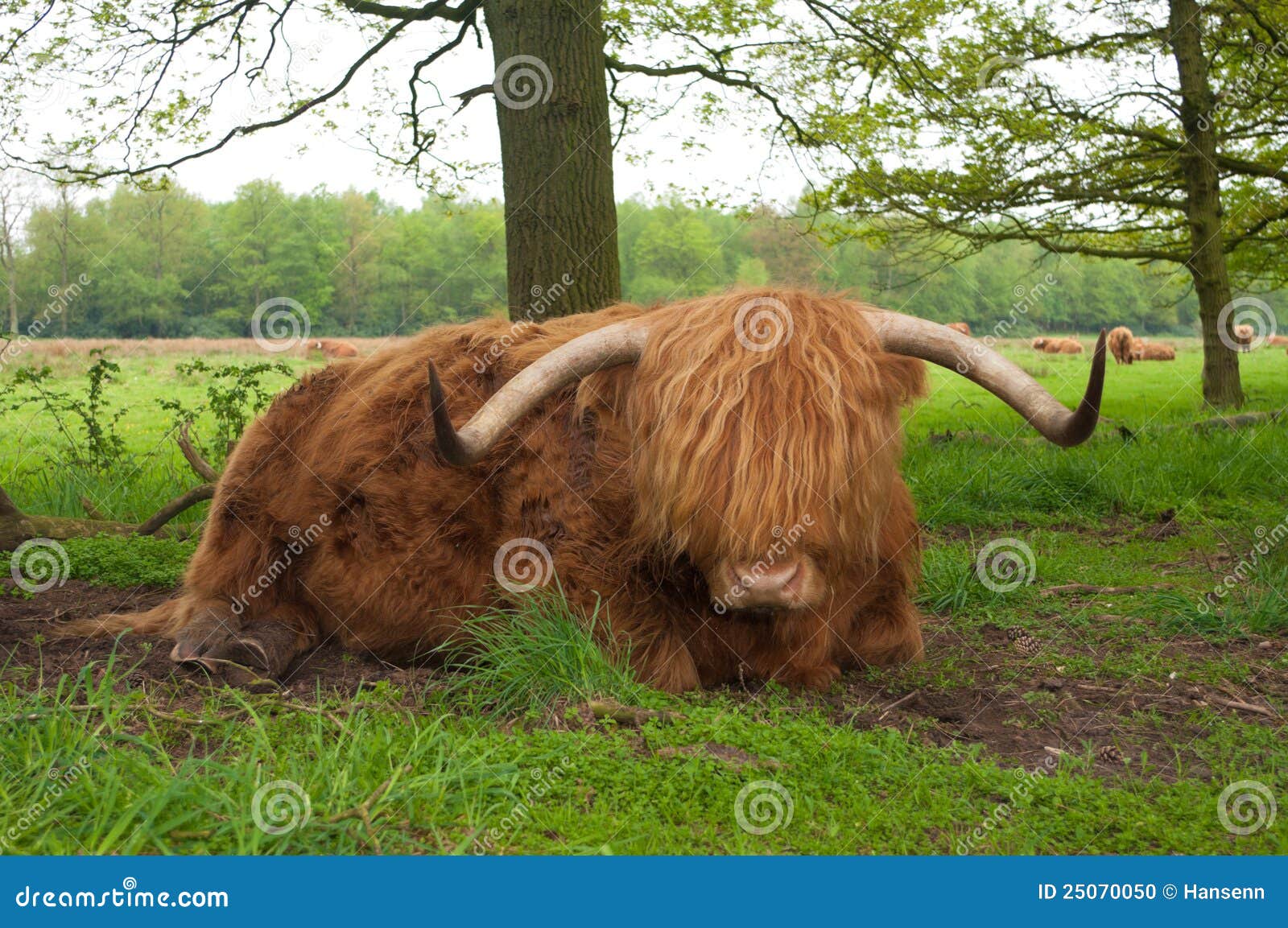 Vaca escocesa foto de archivo. Imagen de pelo, animal - 25070050