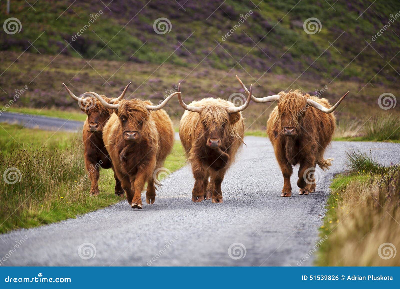 Vaca escocesa foto de archivo. Imagen de ganados, escarnio - 51539826