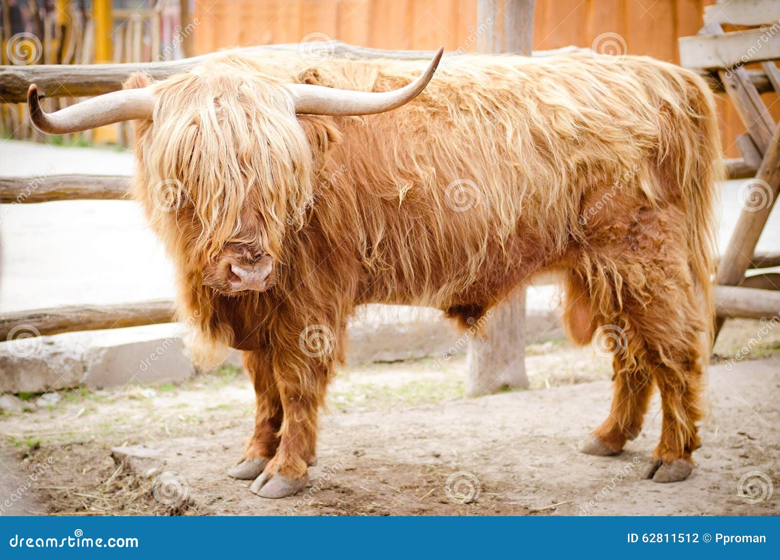 Vaca Escocesa Das Montanhas Foto de Stock - Imagem de cabelo, gado ...