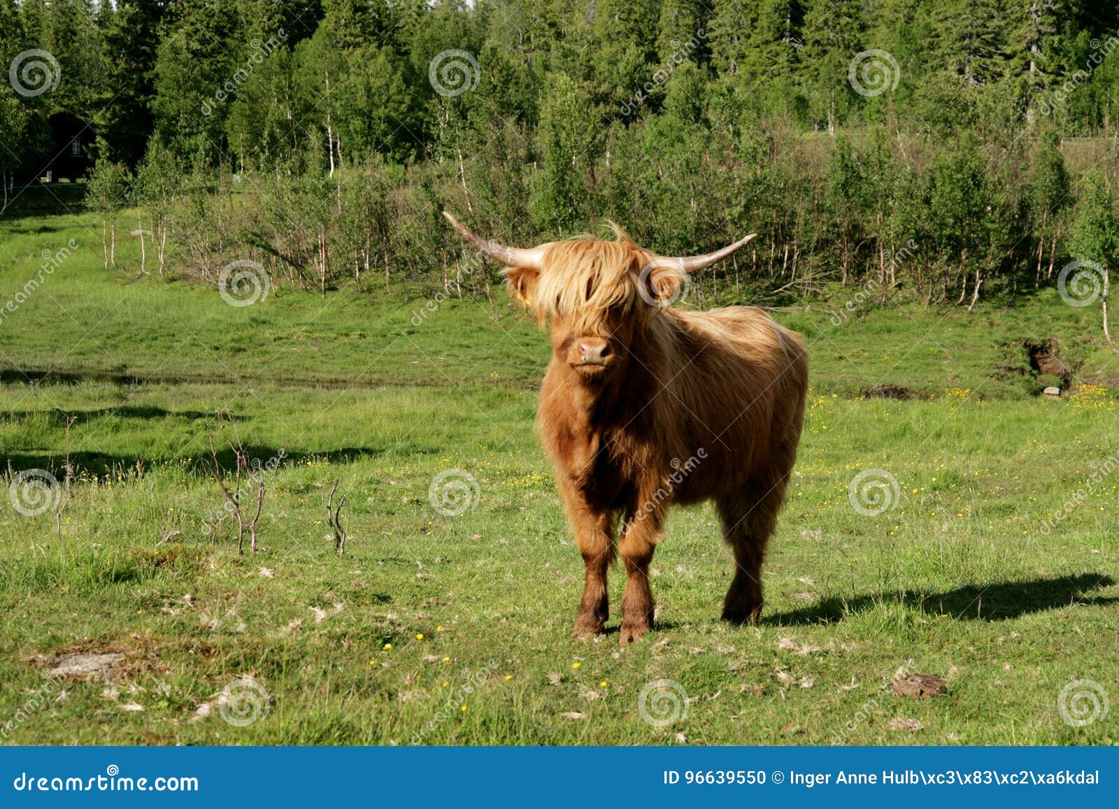 Vaca Escocesa Das Montanhas No Pasto Foto de Stock - Imagem de montanha ...