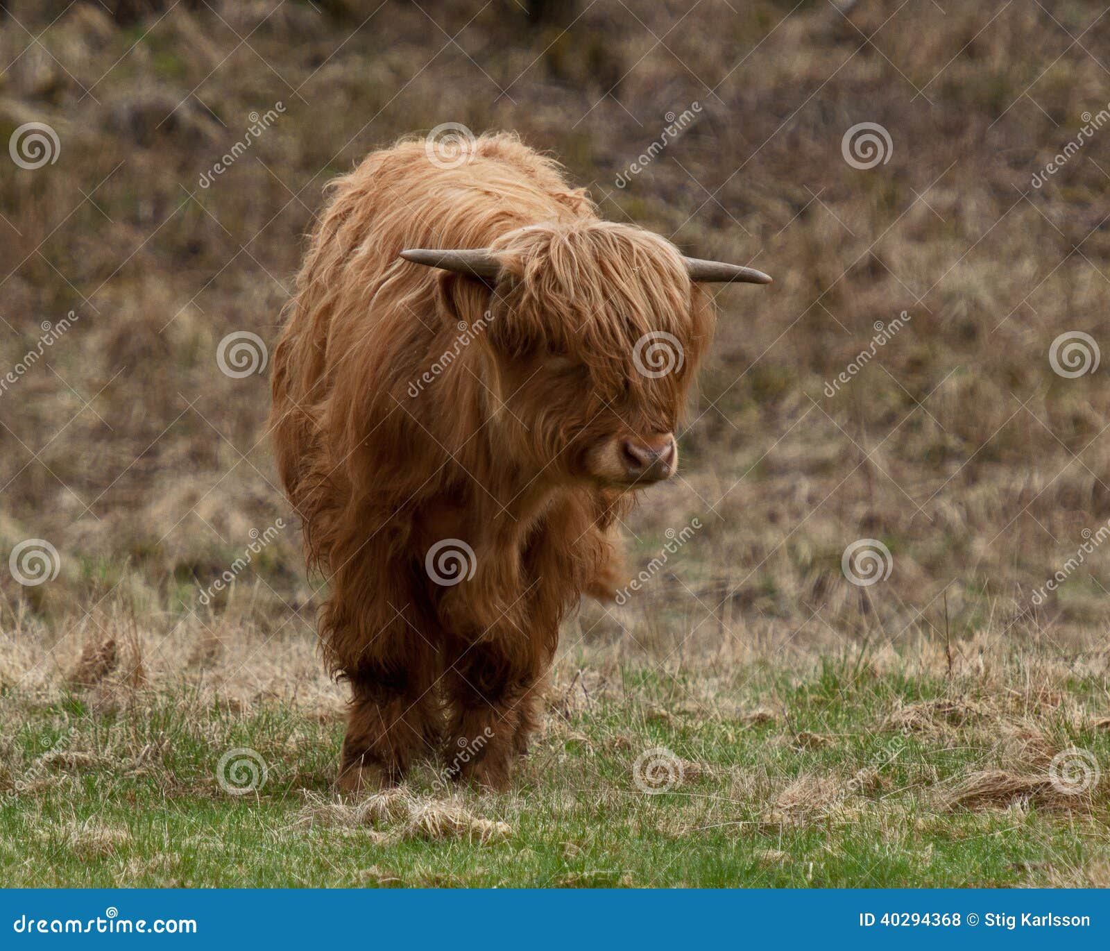 Vaca Escocesa De La Montaña Foto de archivo - Imagen de becerro, moho ...