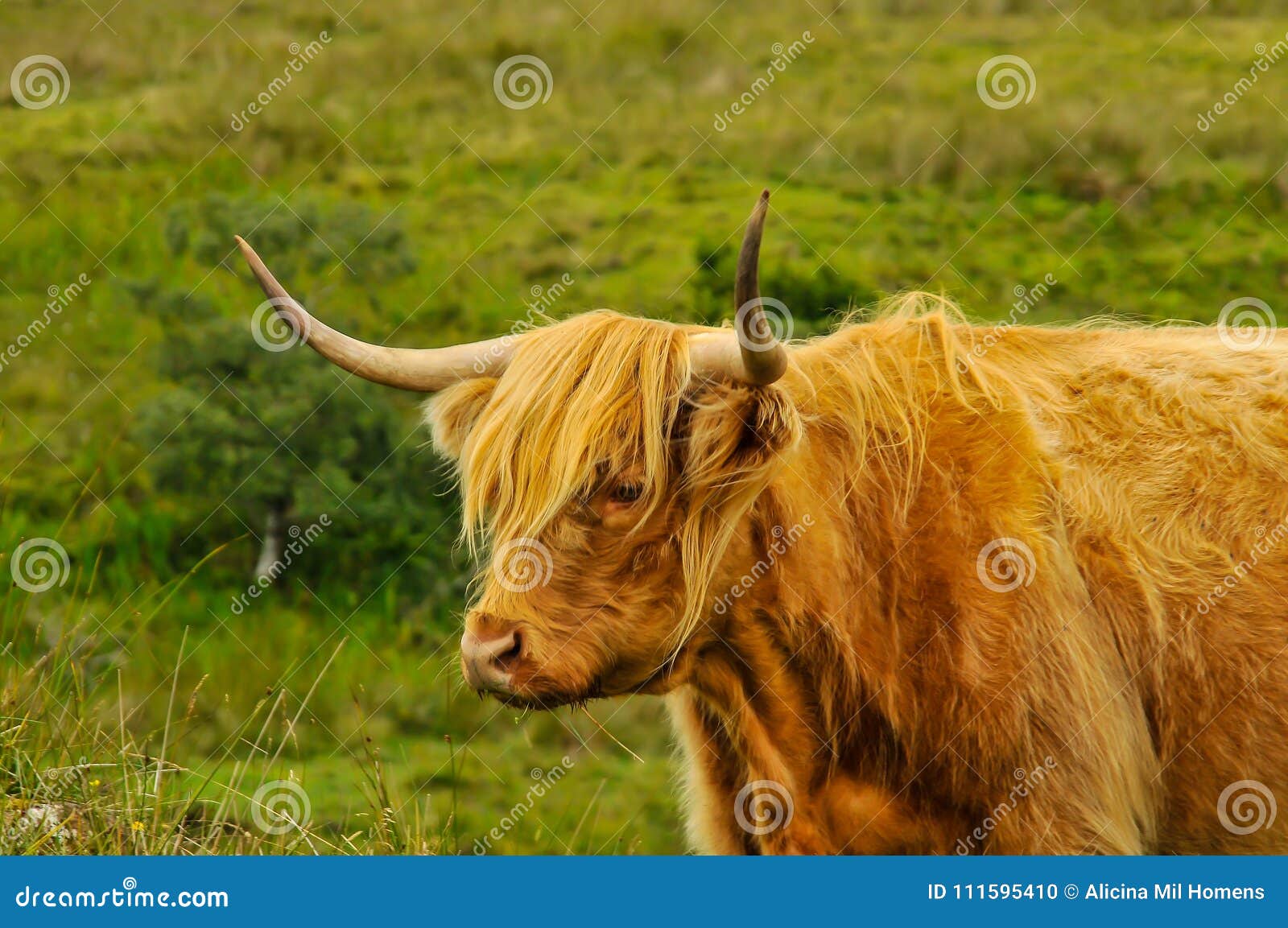 Vaca escocesa típica foto de archivo. Imagen de ganados - 111595410