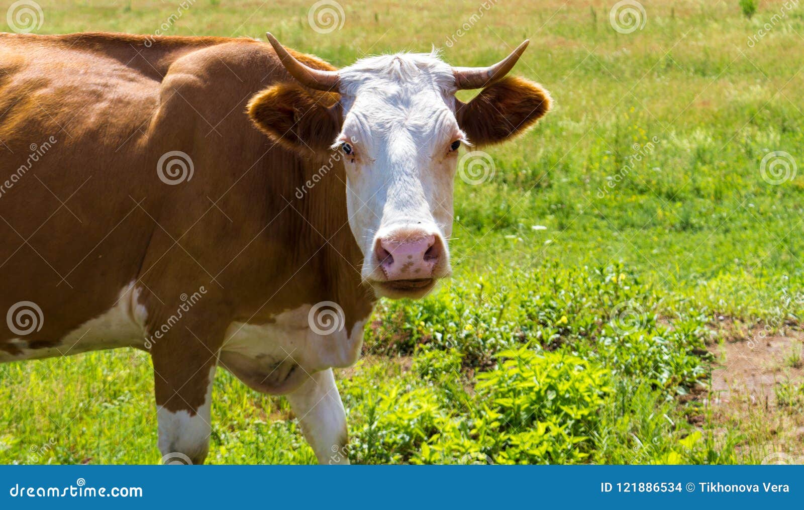 Vaca feliz foto de stock. Imagem de pasto, curioso, campo - 121886534