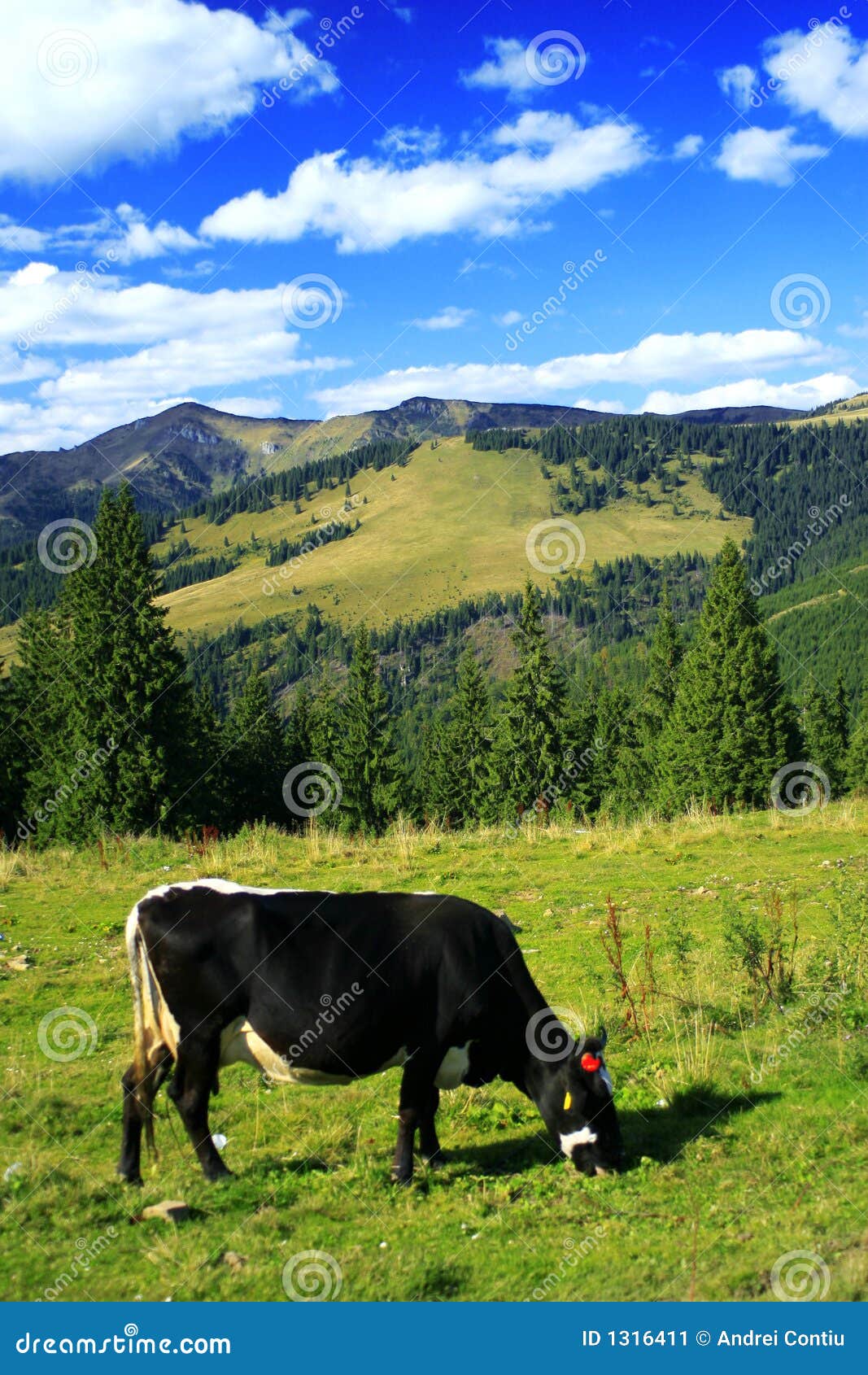 Vaca feliz imagen de archivo. Imagen de cielo, pastoral - 1316411