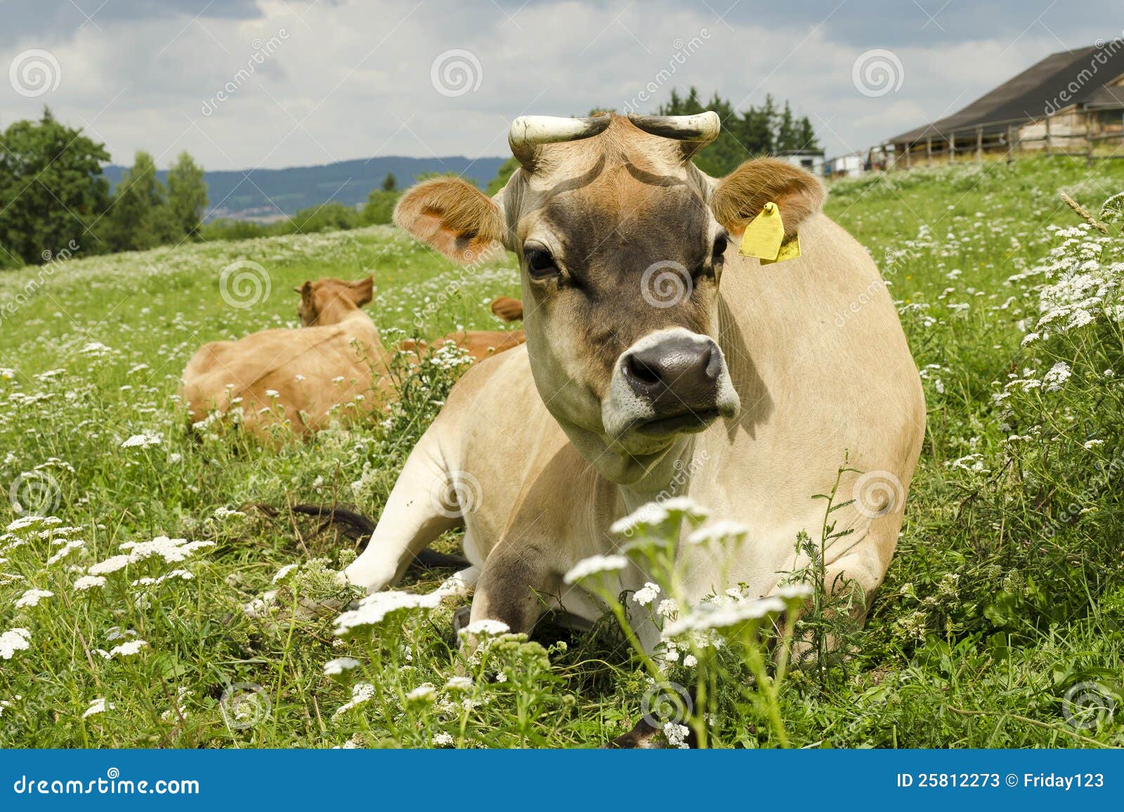 Vaca feliz imagen de archivo. Imagen de animal, estacional - 25812273