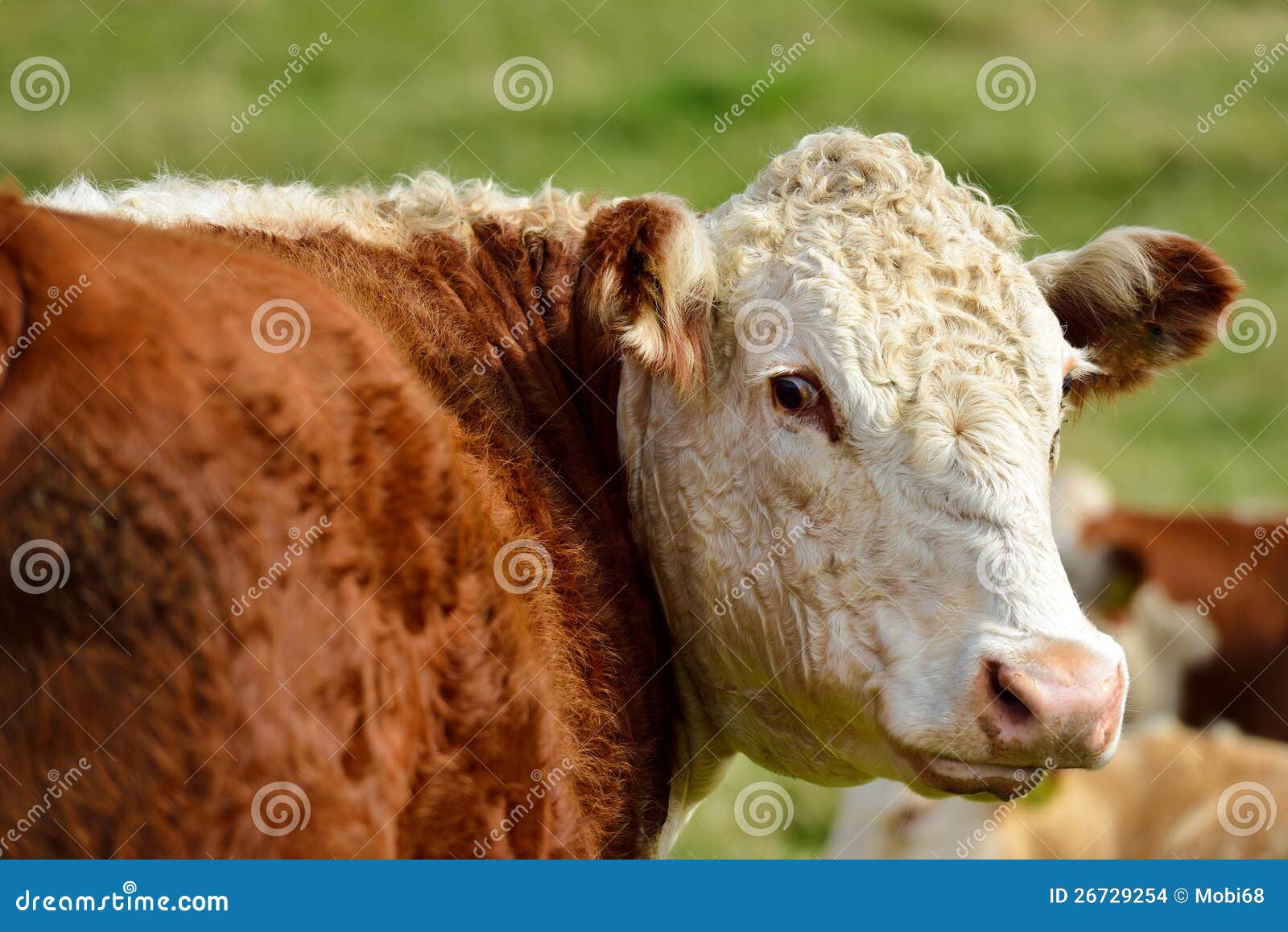 Vaca feliz foto de archivo. Imagen de vaca, mirada, pista - 26729254