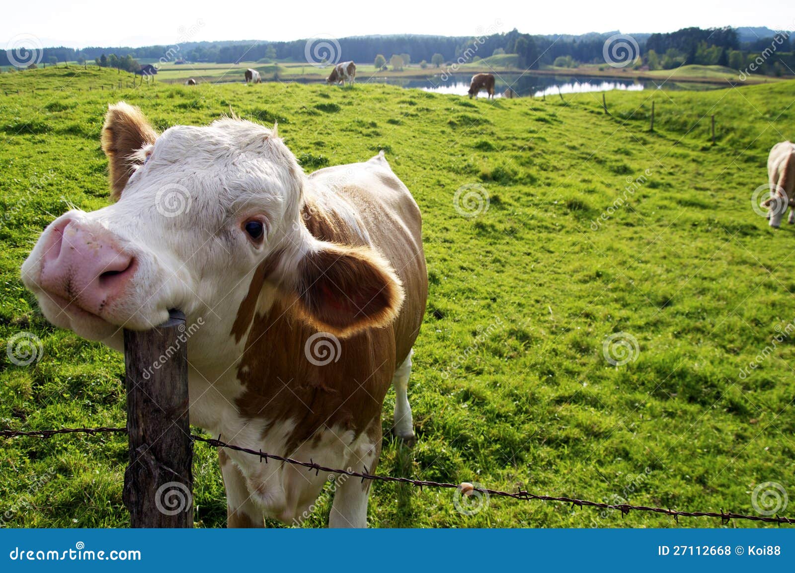 Vaca feliz foto de stock. Imagem de fazenda, sereno, ninguém - 27112668