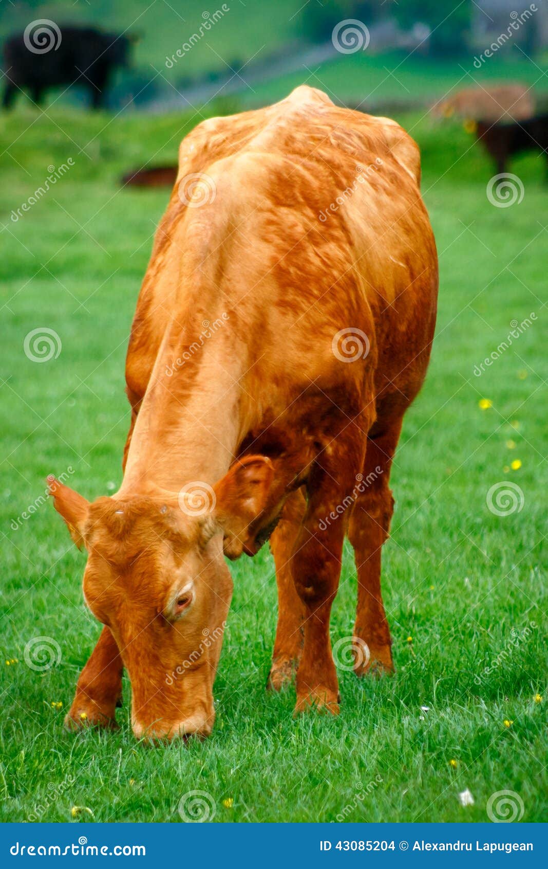 Vaca feliz foto de archivo. Imagen de rural, granja, masticar - 43085204