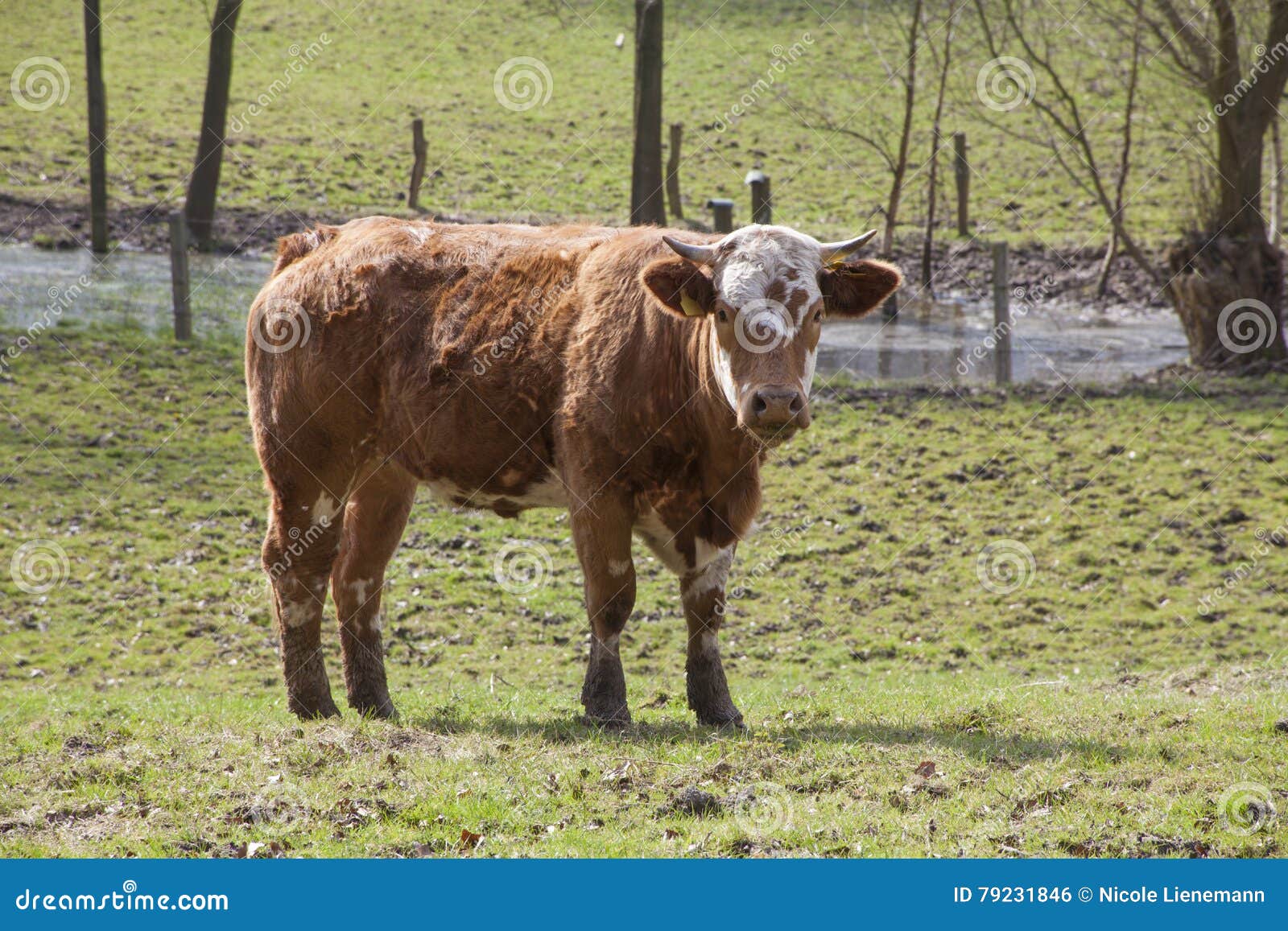 Vaca feliz foto de archivo. Imagen de campo, granja, blanco - 79231846