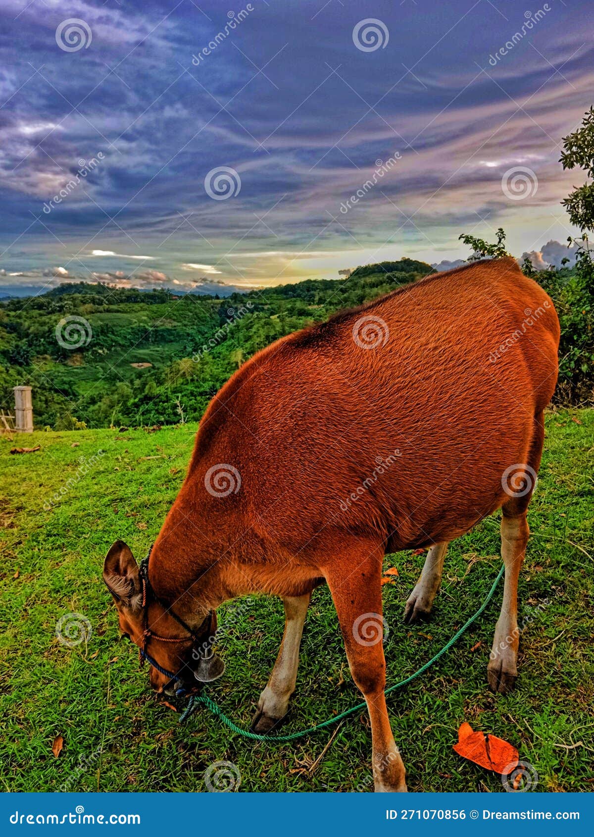 Vaca Feliz Comiendo Pasto Verde Foto de archivo - Imagen de granja ...