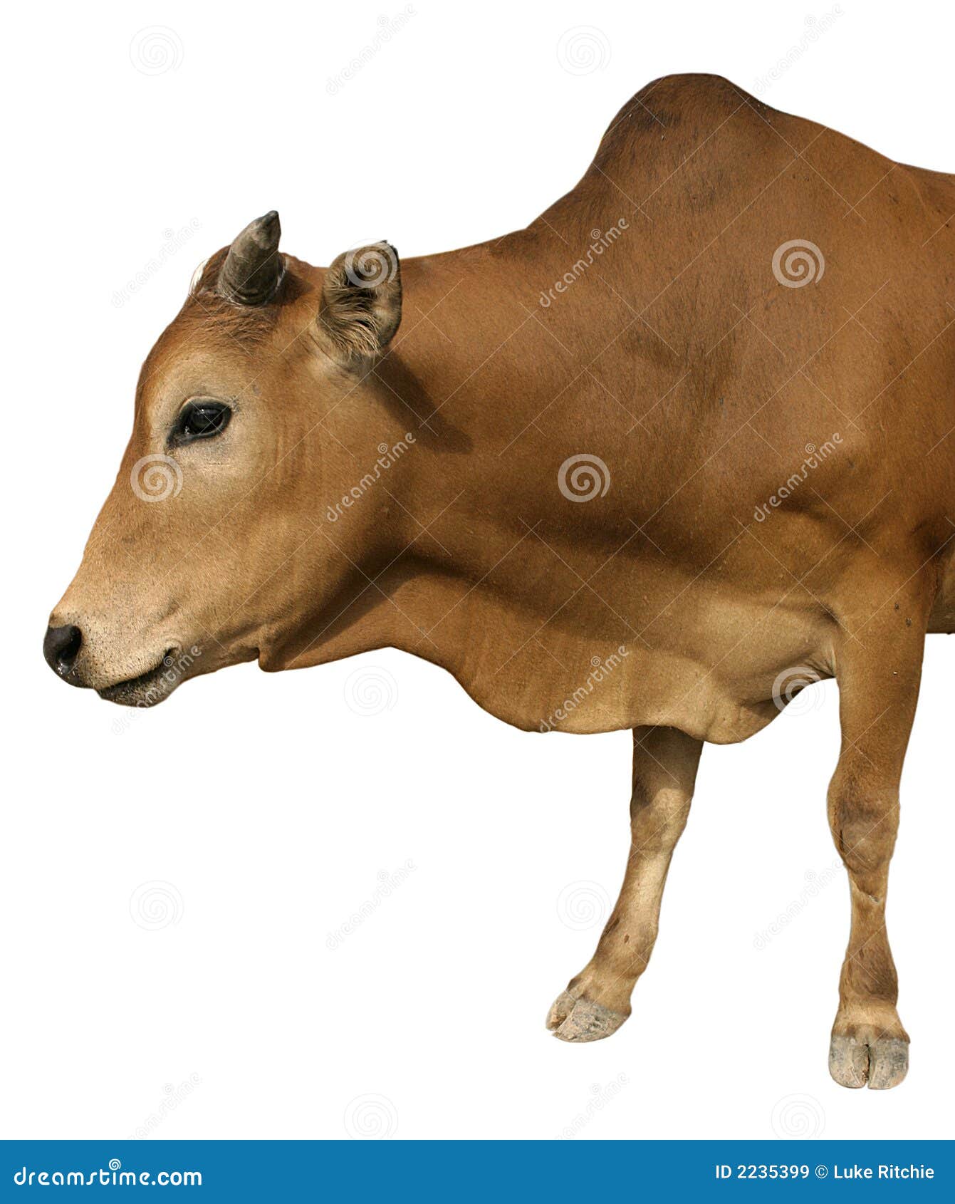 Vaca feliz isolada imagem de stock. Imagem de tiro, animal - 2235399