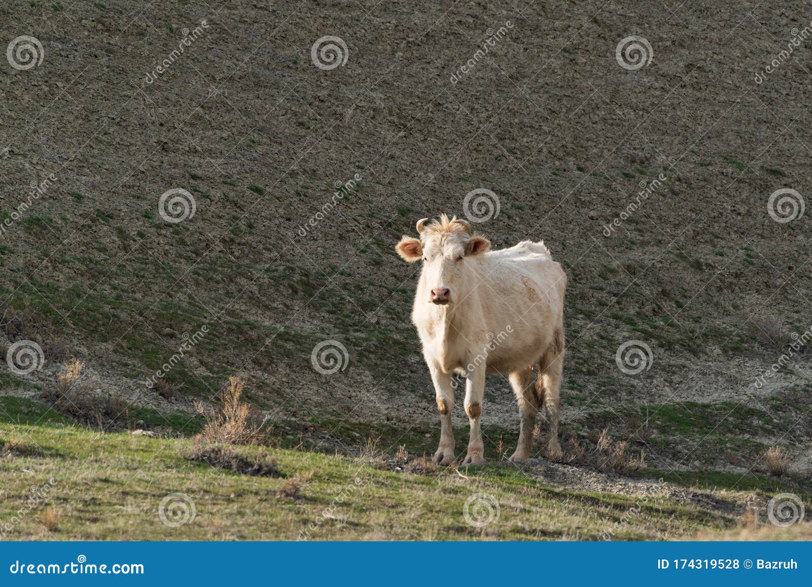 Vaca Flaca Blanca En Tierras Altas Foto de archivo - Imagen de ambiente ...