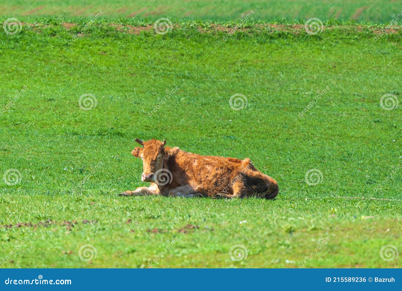 Vaca Flaca Descansando En Prado Verde Foto de archivo - Imagen de pasto ...