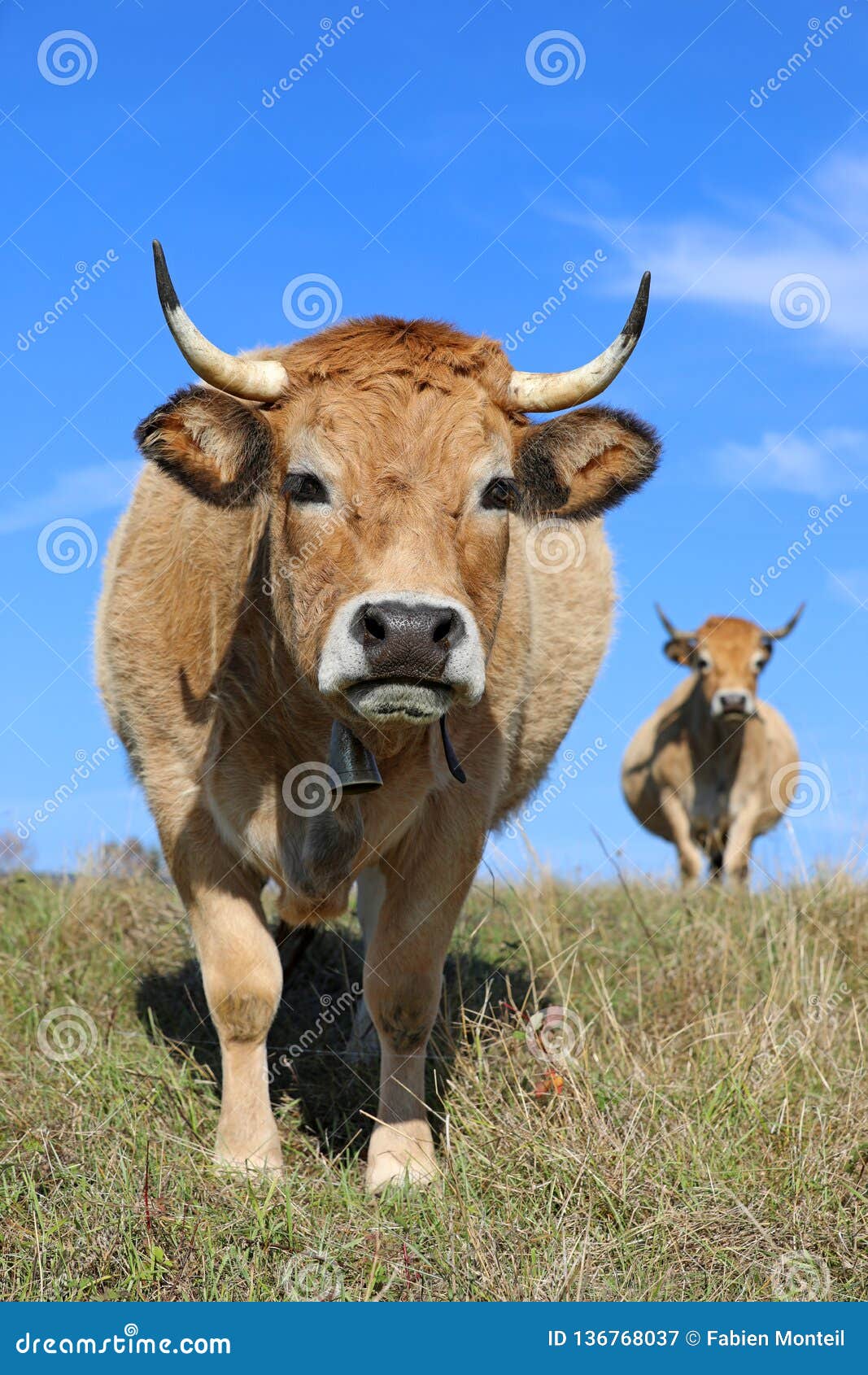 Vaca francesa de Aubrac imagen de archivo. Imagen de frente - 136768037