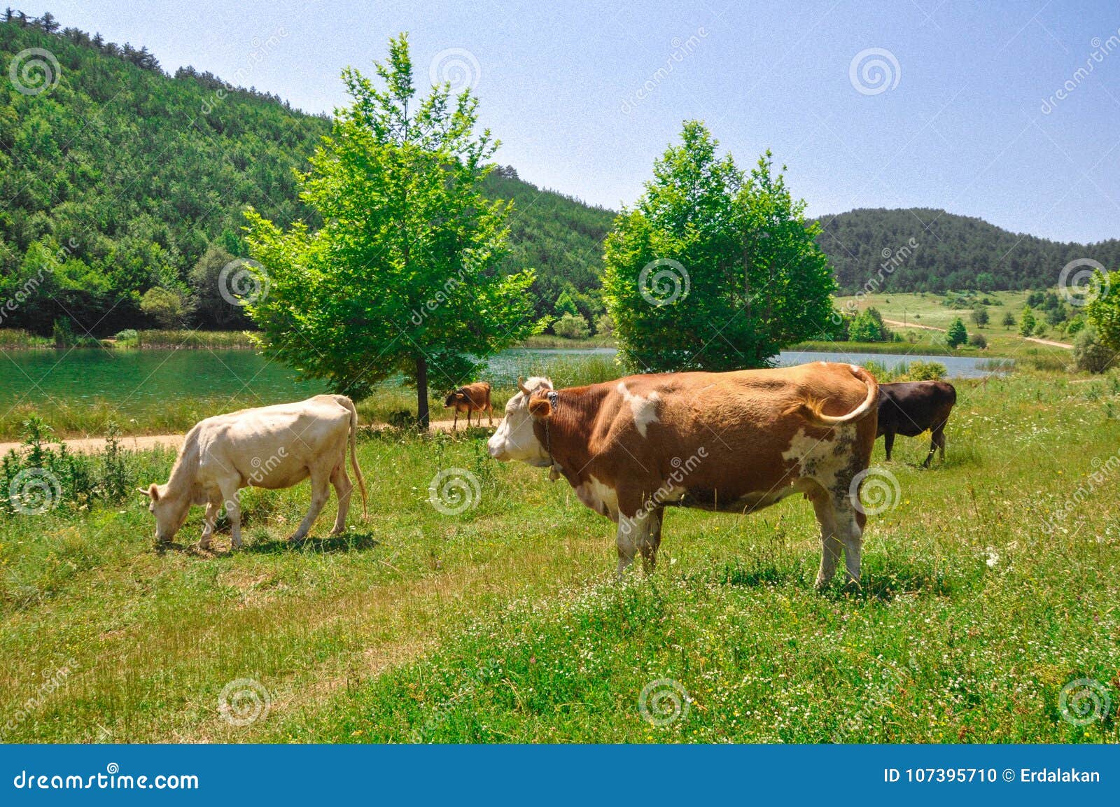 Vaca Grama-comendo Vacas No Pasto Foto de Stock - Imagem de terra ...