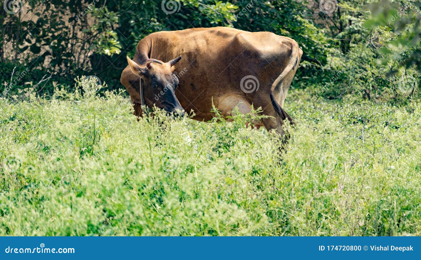 Vaca grande foto de archivo. Imagen de verde, grande - 174720800